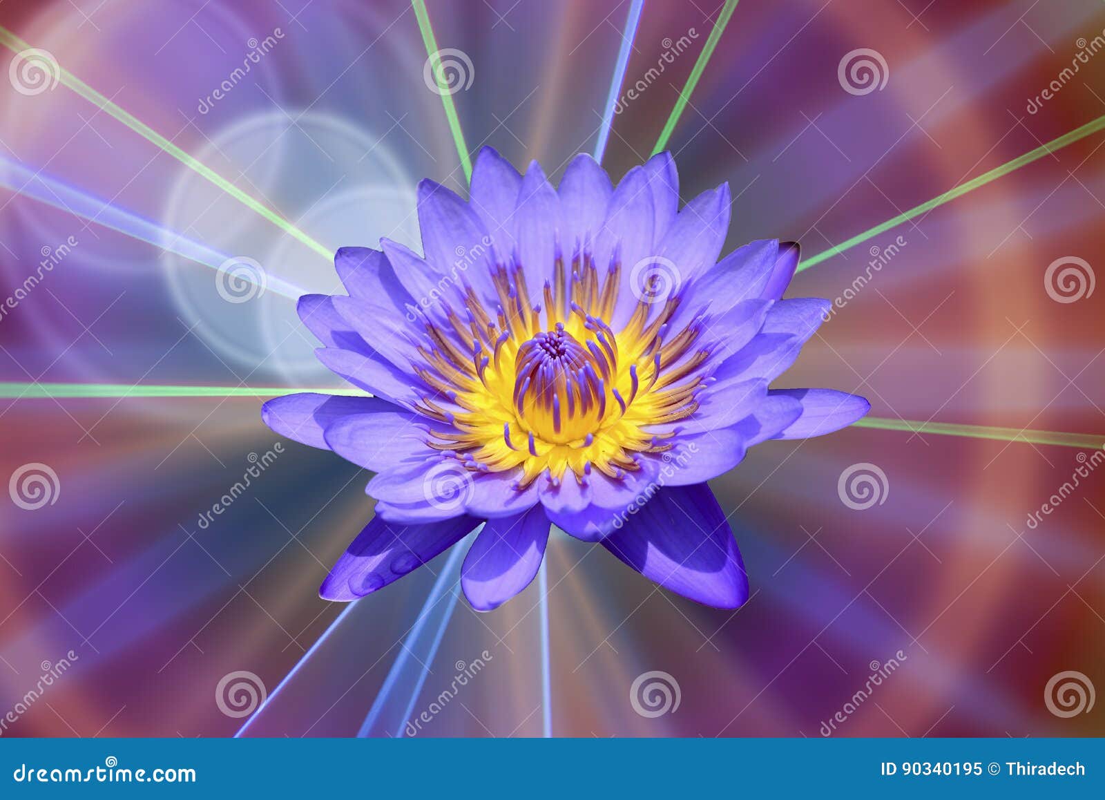 Wallpapers, Flowers Gradient Background Stock Image - Image of pond ...