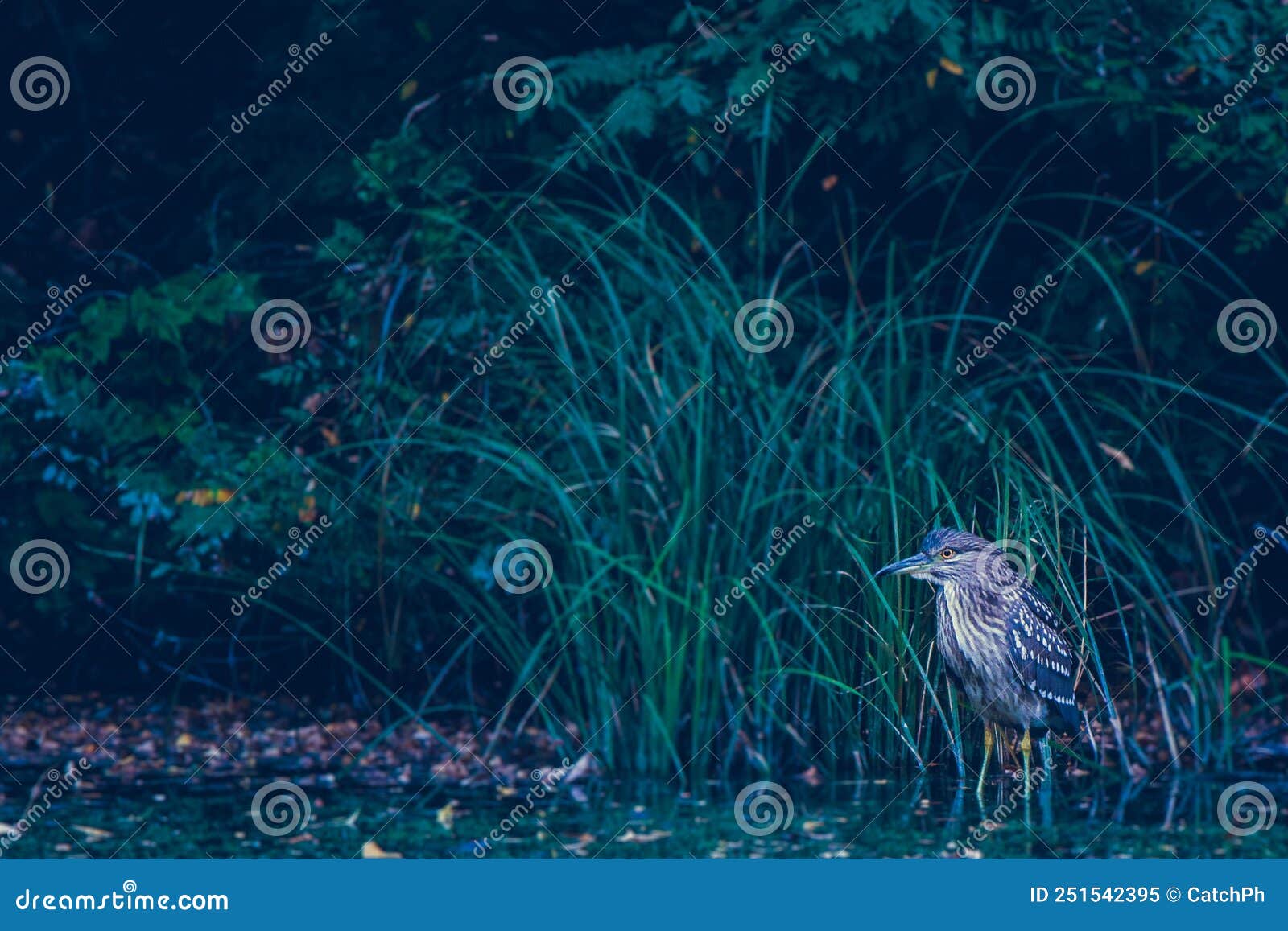 The Marsh Bittern in Its Usual Habitat Stock Image - Image of water ...