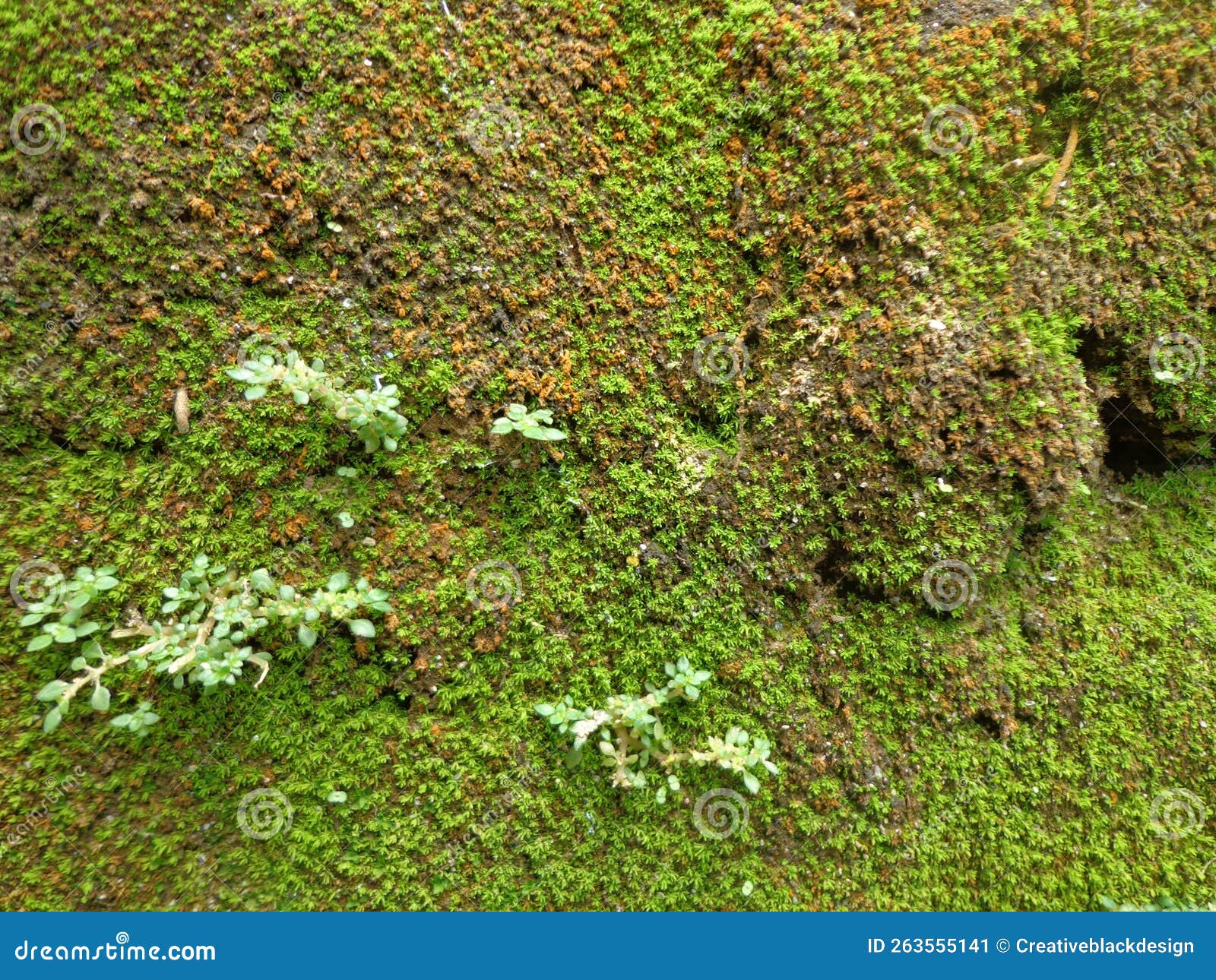 Walls Filled with Beautiful Green Moss Stock Image - Image of nature ...