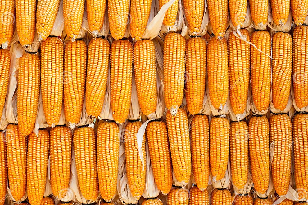 Walls Made of Corn stock photo. Image of product, background - 65169760