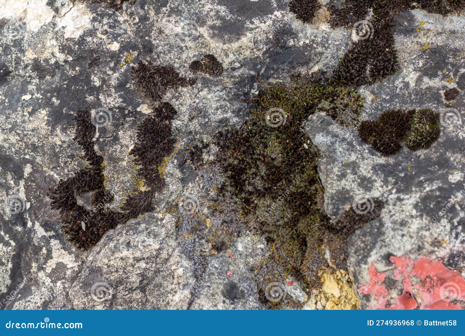 The Surface of a Mountain Plateau with a Shallow Stone Structure ...