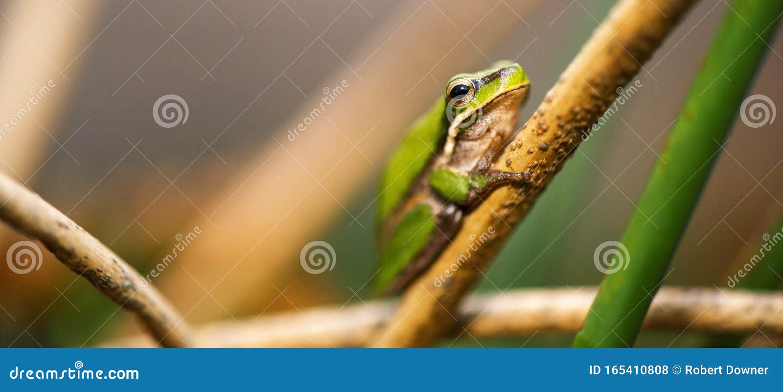 Wallum sedge frog stock photo. Image of little, amphibian - 165410808