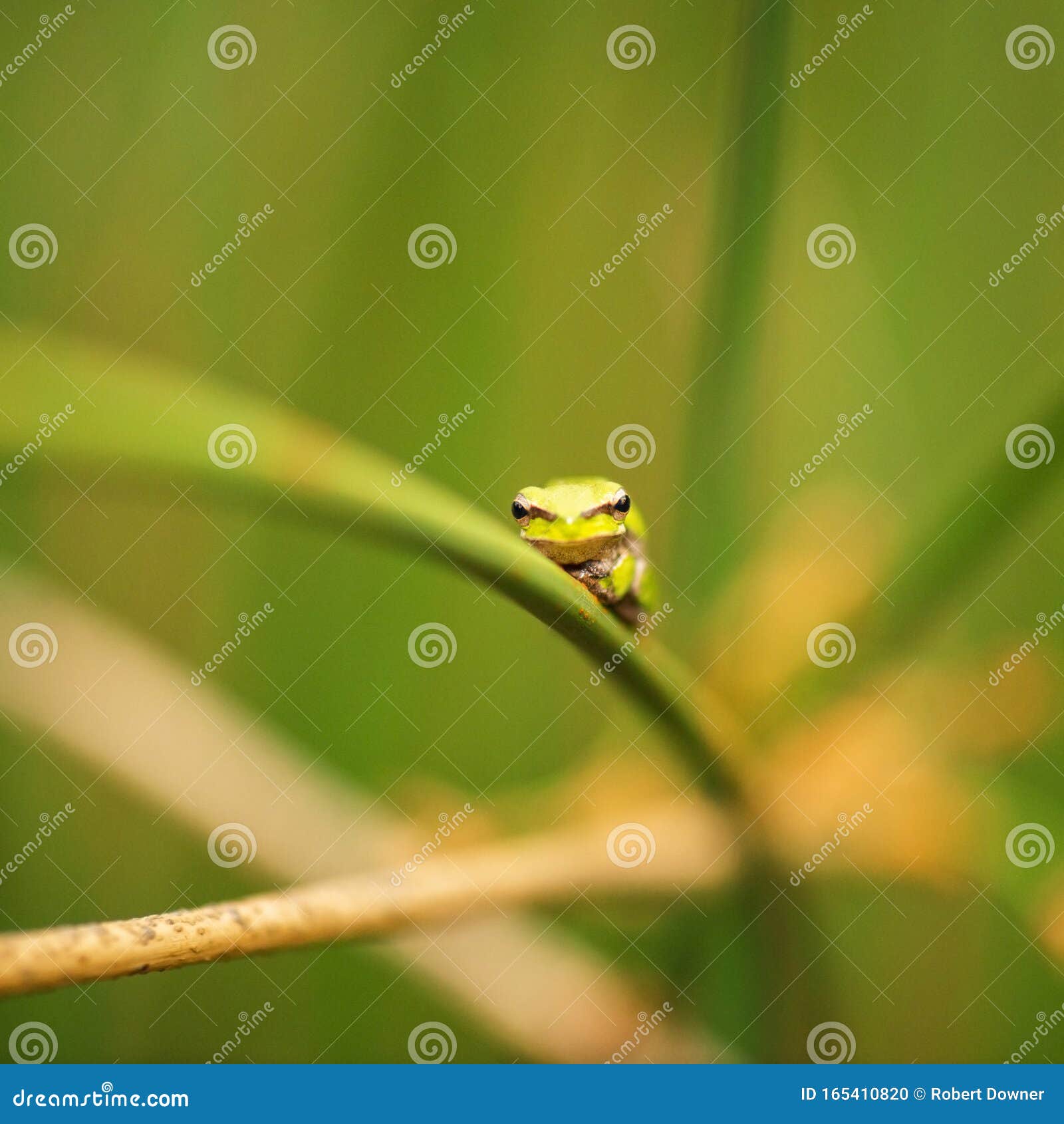 Wallum sedge frog stock photo. Image of cute, little - 165410820