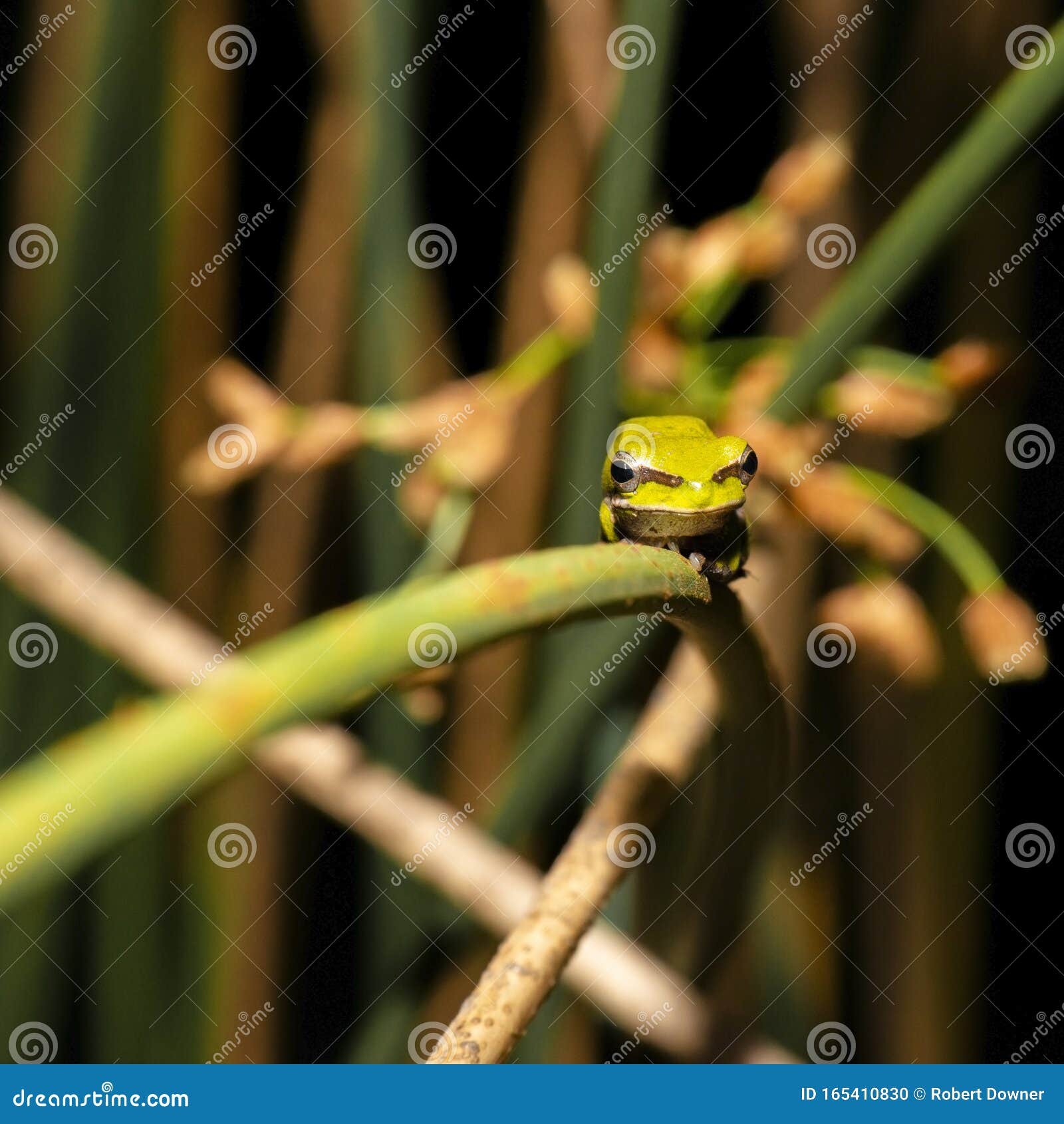Wallum sedge frog stock photo. Image of sedge, wild - 165410830