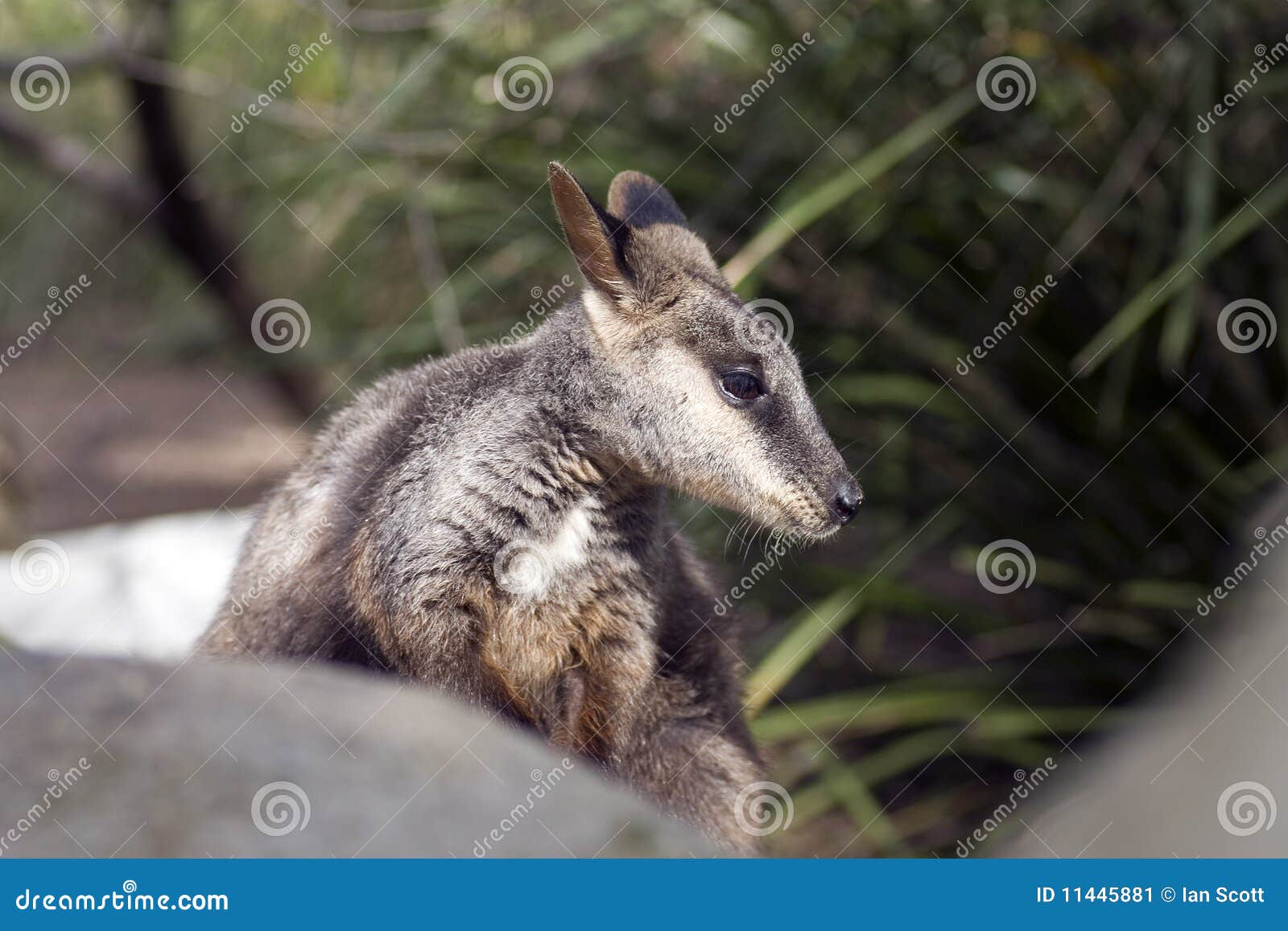 Wally stock image. Image of australia, mammal, wild, brown - 11445881