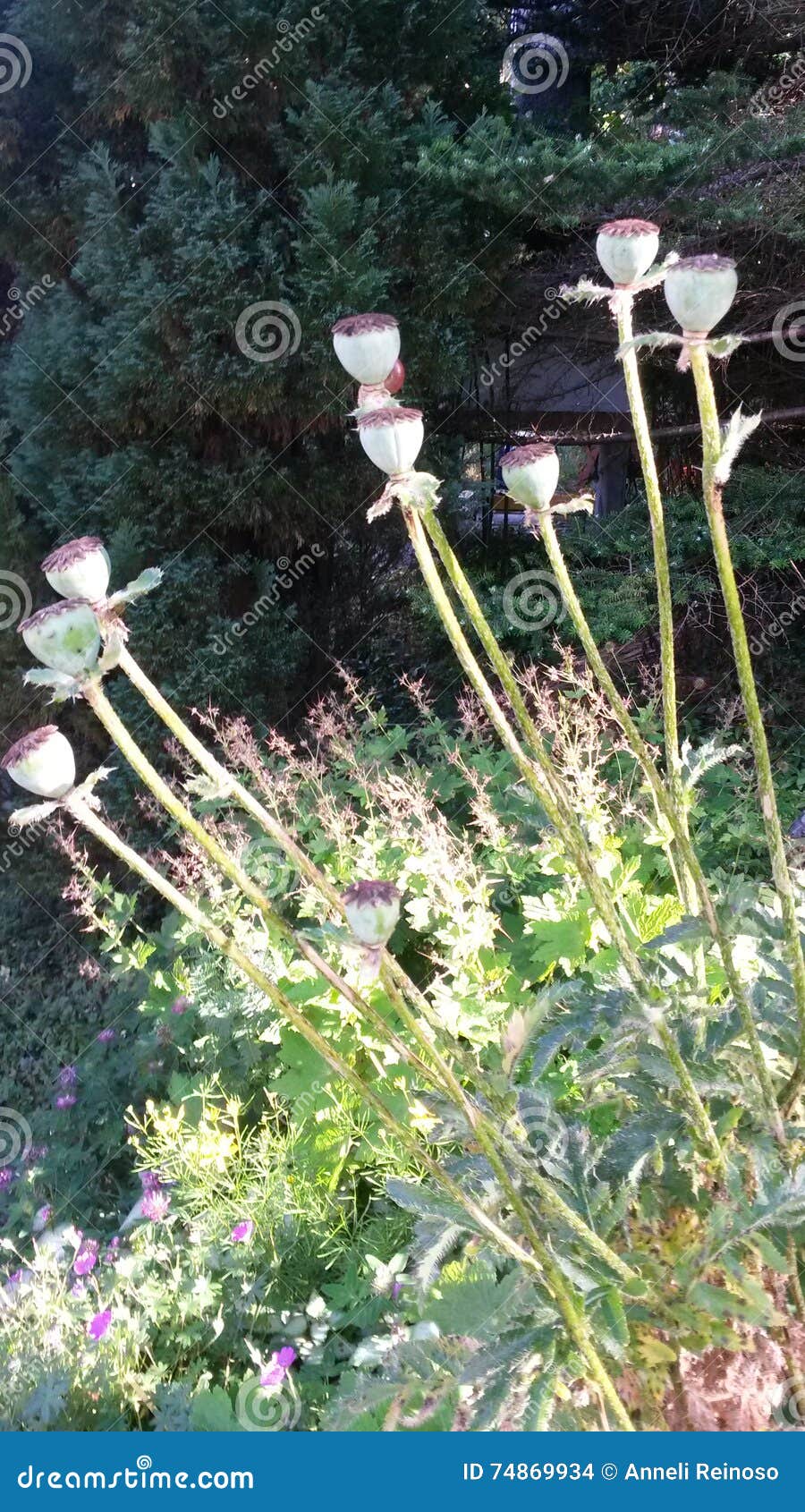 Walmo Flower Seeds are Beautiful Stock Photo - Image of seeds, flower ...