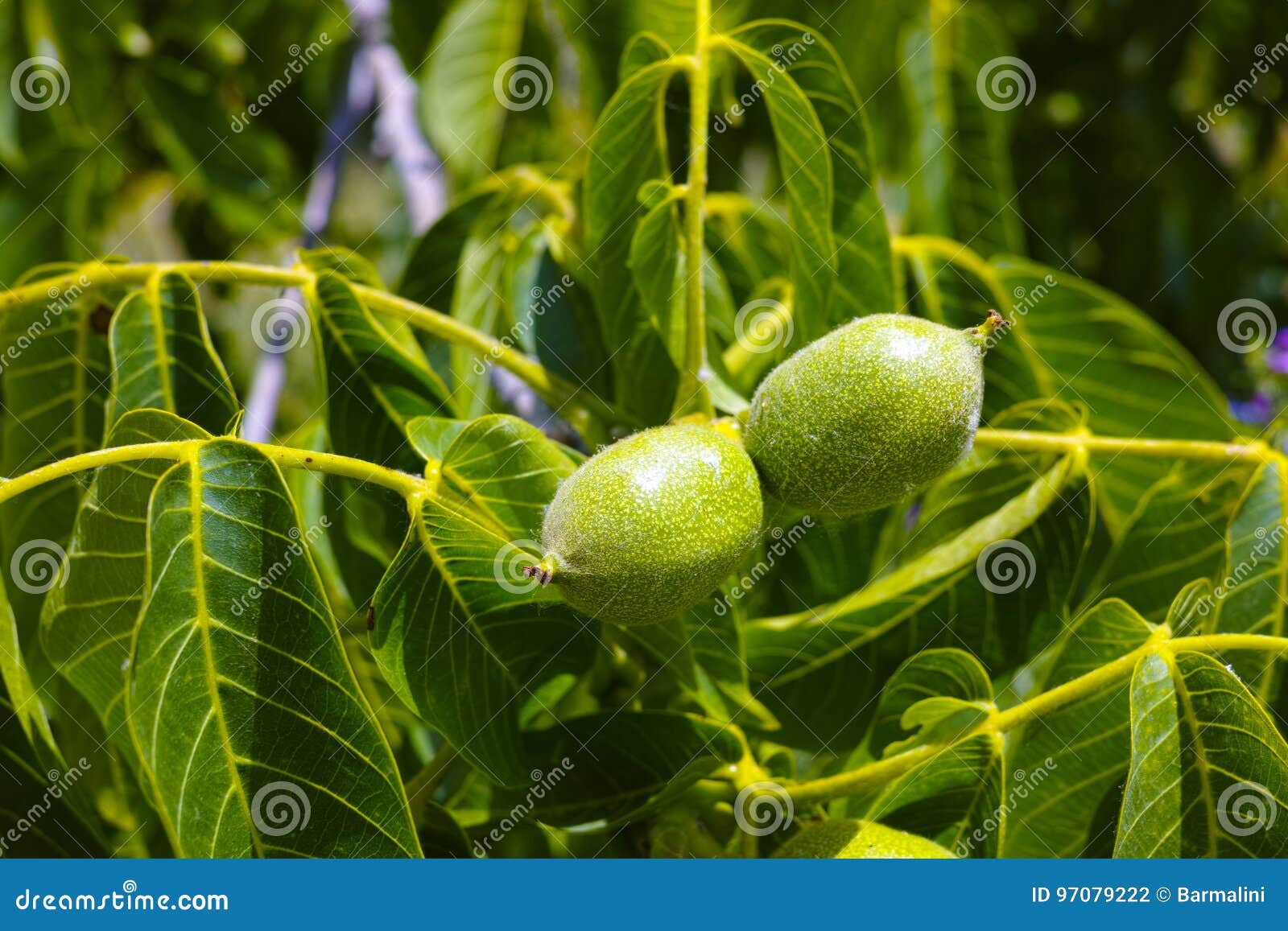 Walnuss-Baum Grow Wartend Geerntet Zu Werden Stockfoto - Bild von ...