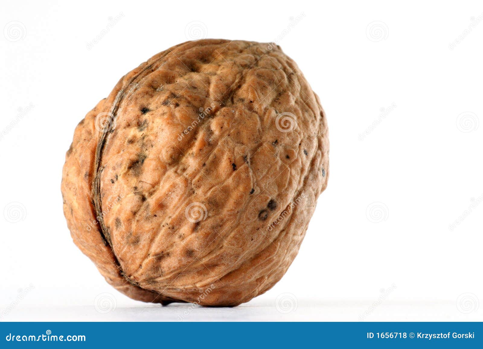 Walnut stock photo. Image of dainty, nuts, fragile, bronze - 1656718