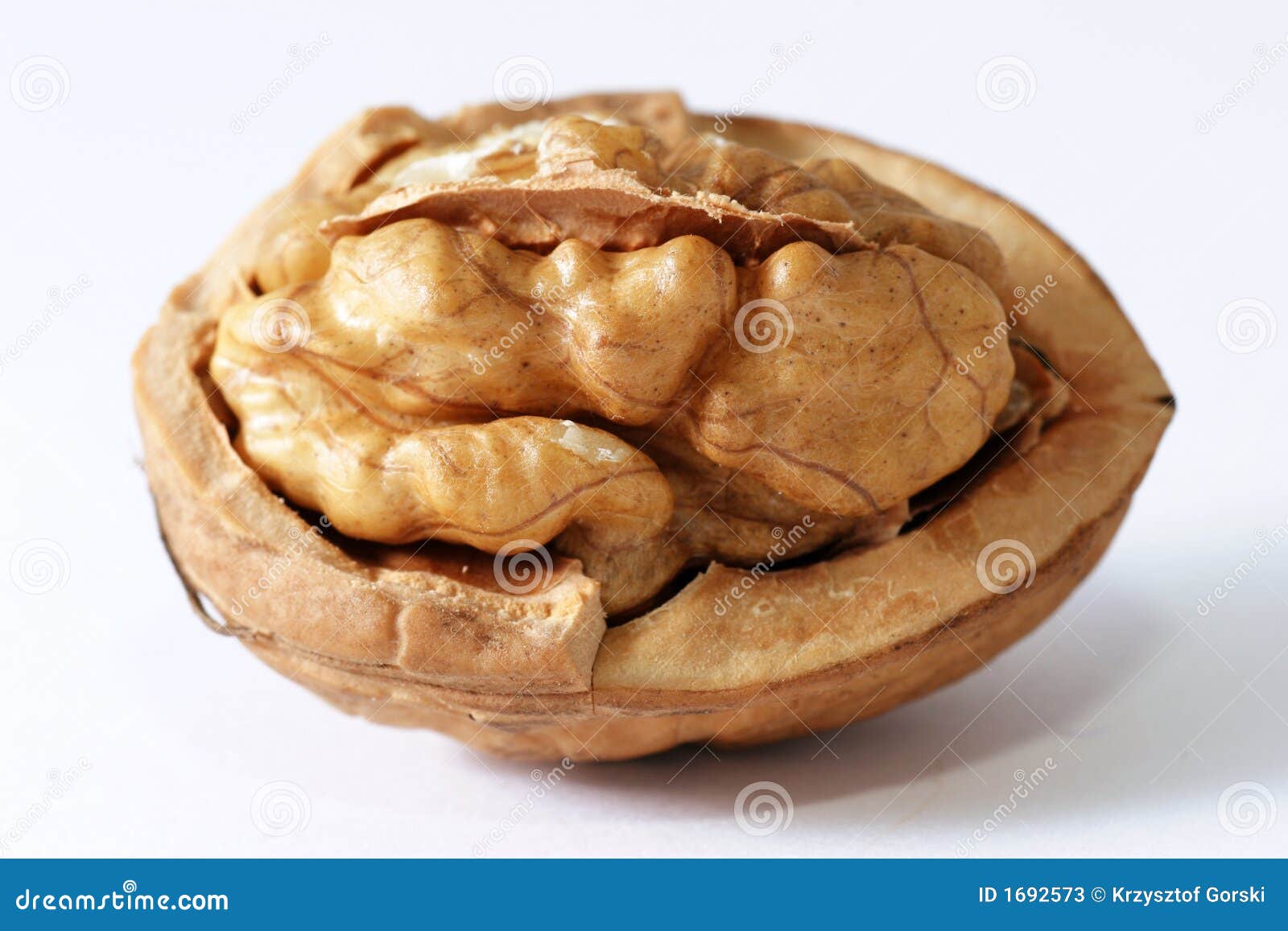 Walnut Royalty-Free Stock Photo | CartoonDealer.com #1692573