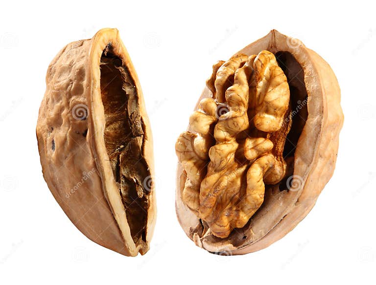 Walnut stock photo. Image of shell, hard, walnut, snack - 17513130