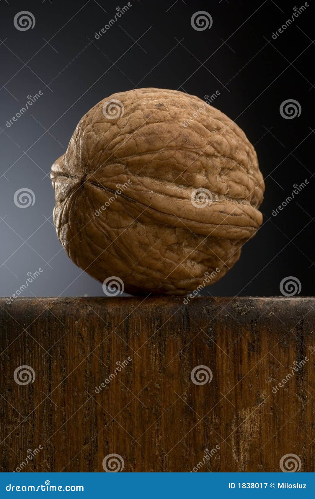 Walnut stock image. Image of walnut, fruit, enclosed, shell - 1838017