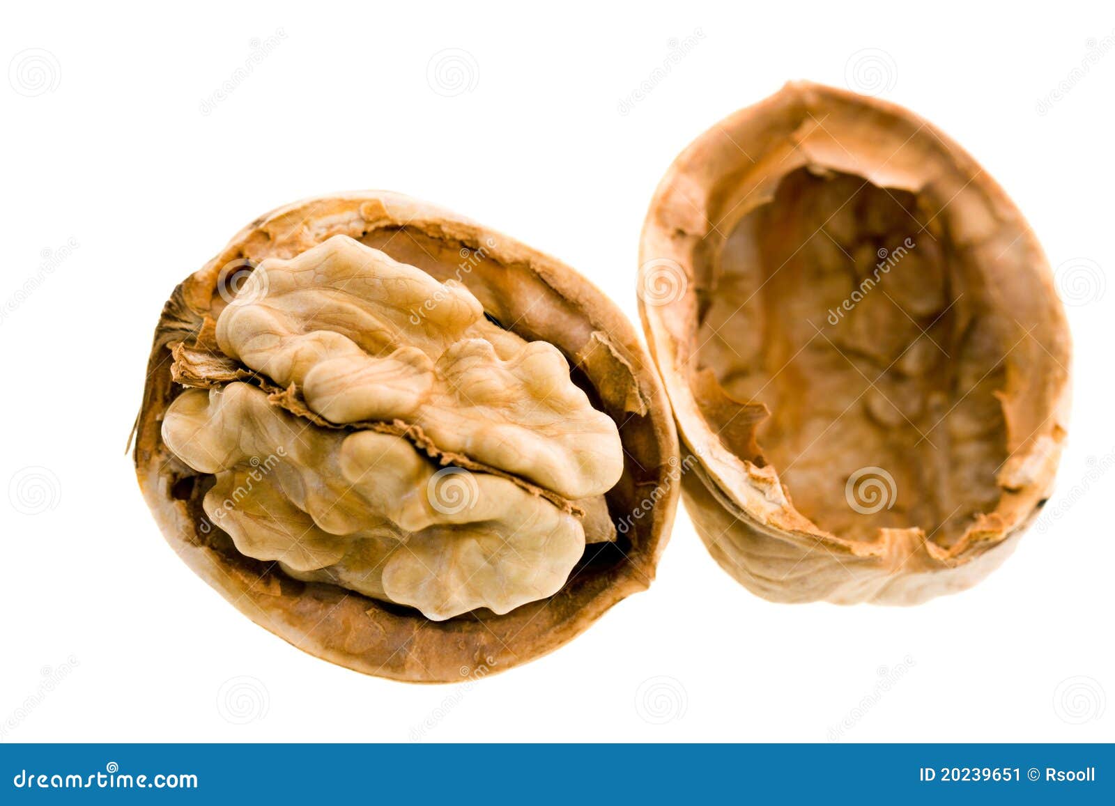 Walnut stock image. Image of isolate, breaking, dried - 20239651