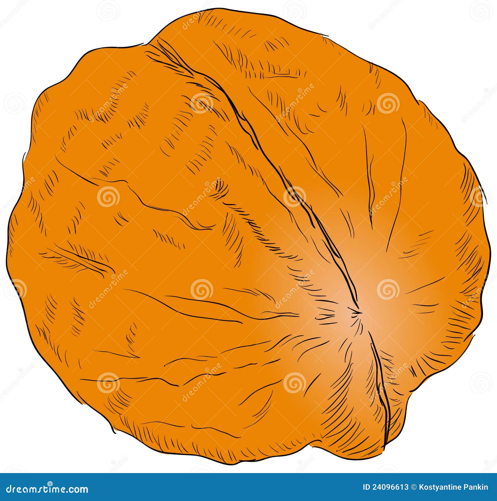 Walnut stock vector. Illustration of brown, fruit, drawing - 24096613