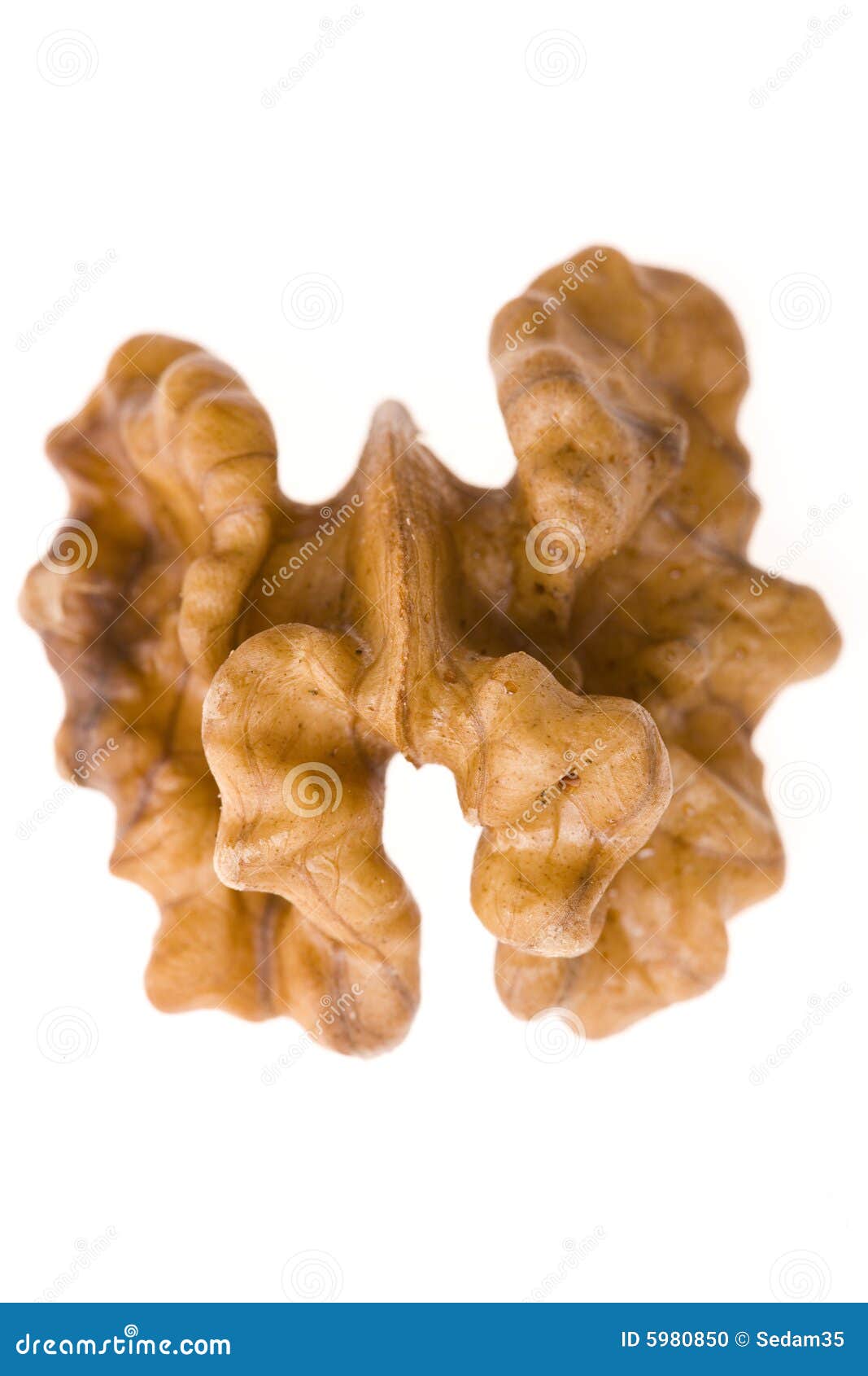 Walnut stock photo. Image of nature, nutty, crust, shell - 5980850