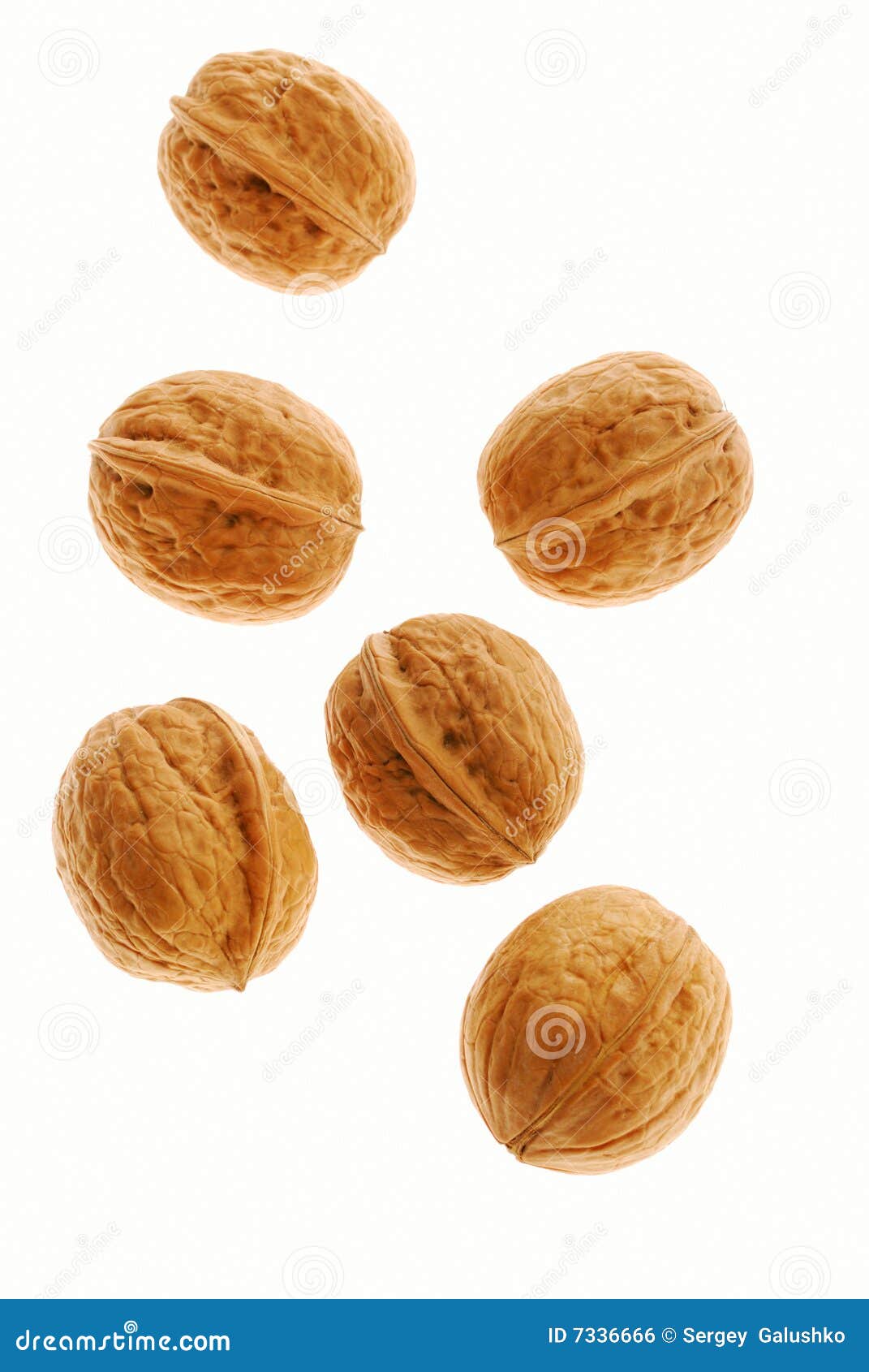 Walnut stock photo. Image of season, eating, full, walnut - 7336666