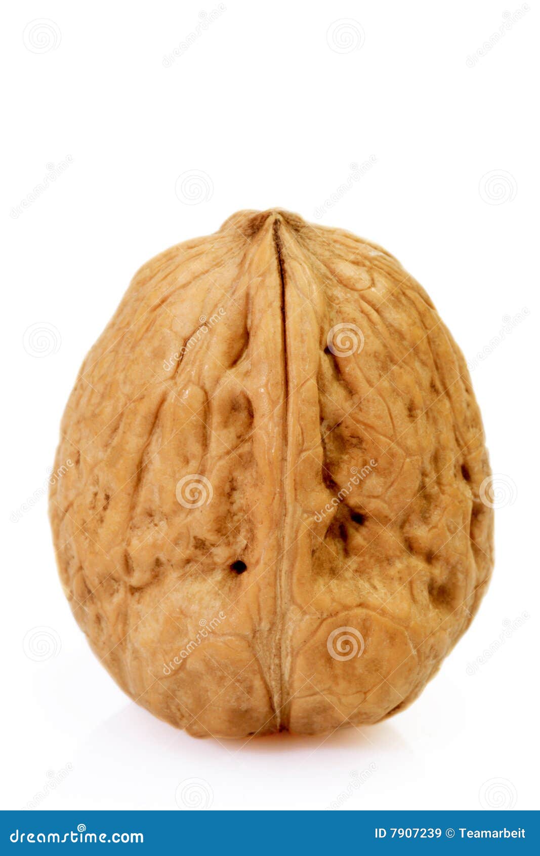Walnut stock image. Image of macro, shell, walnut, close - 7907239