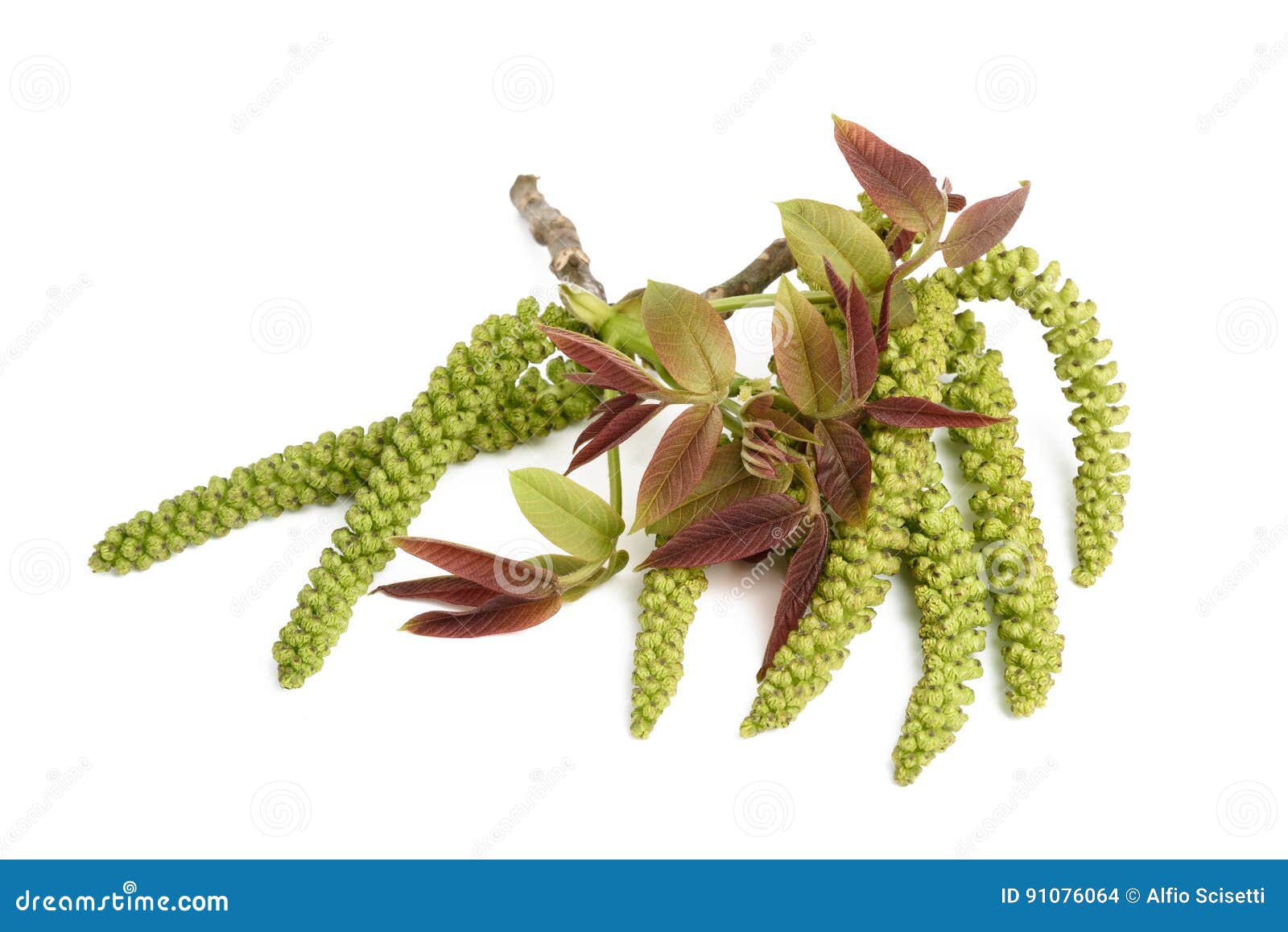 Walnut ament and leaves stock photo. Image of aglet, leaves - 91076064