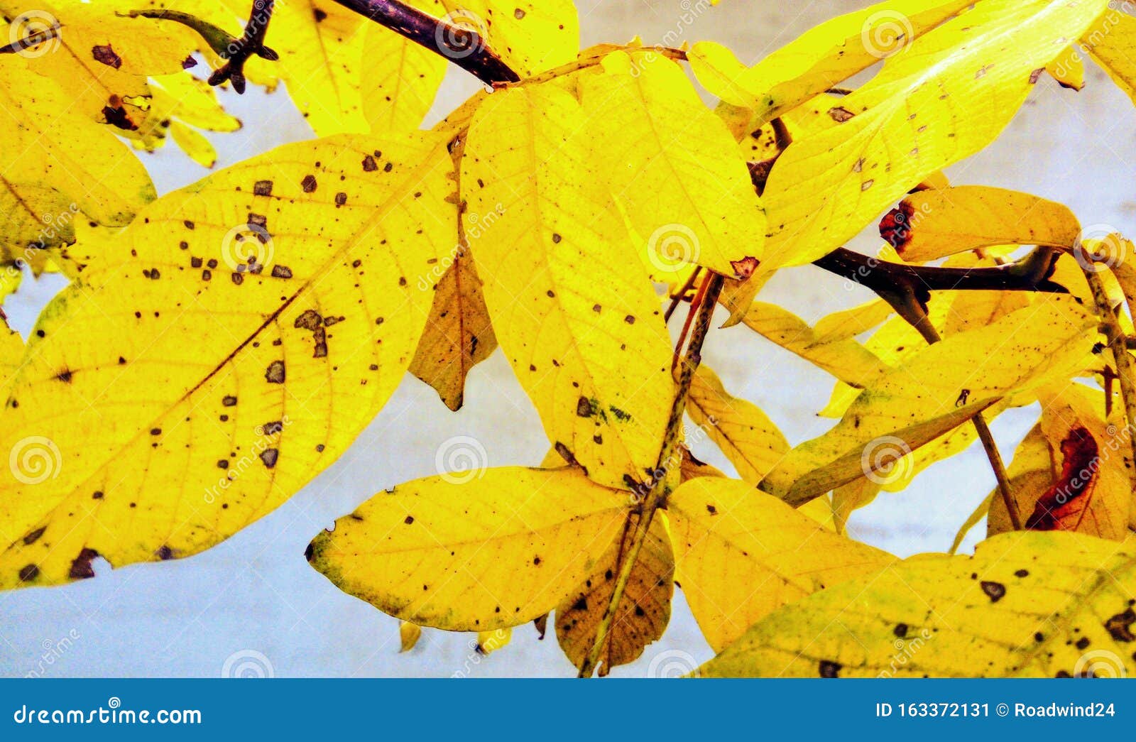 Walnut Autumn leaves stock image. Image of season, tree - 163372131