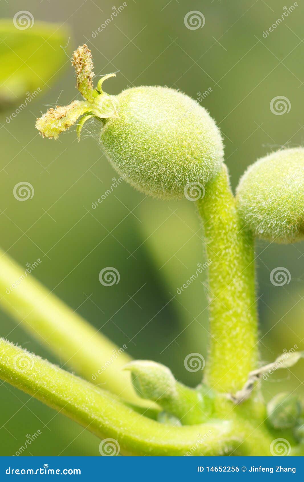 Walnut baby stock photo. Image of walnuts, peak, tender - 14652256