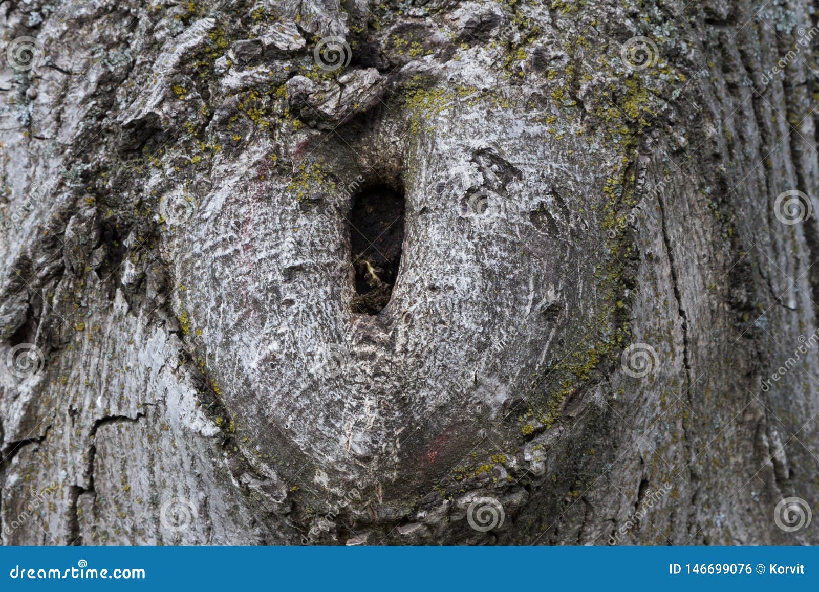 Walnut on the trunk stock photo. Image of knot, macro - 146699076