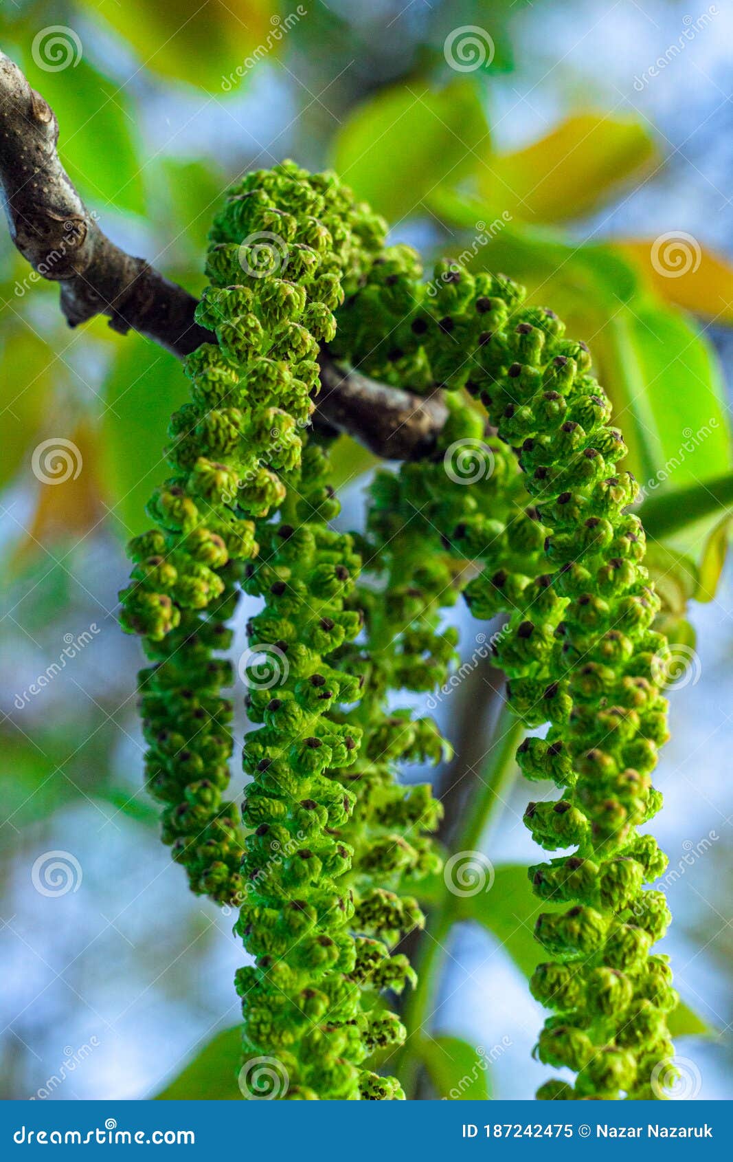 Walnut Blooms Close Up. Blooming Walnut Tree Branch Stock Image - Image ...