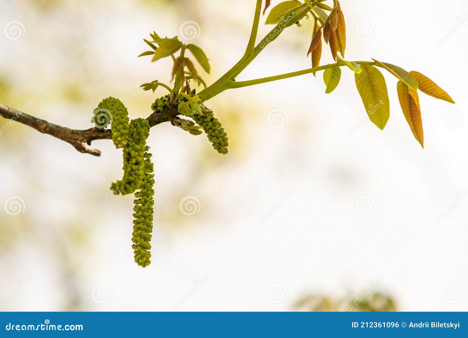 Walnut Blooms. Green Buds of Walnut on Tree Branch on Blurred ...