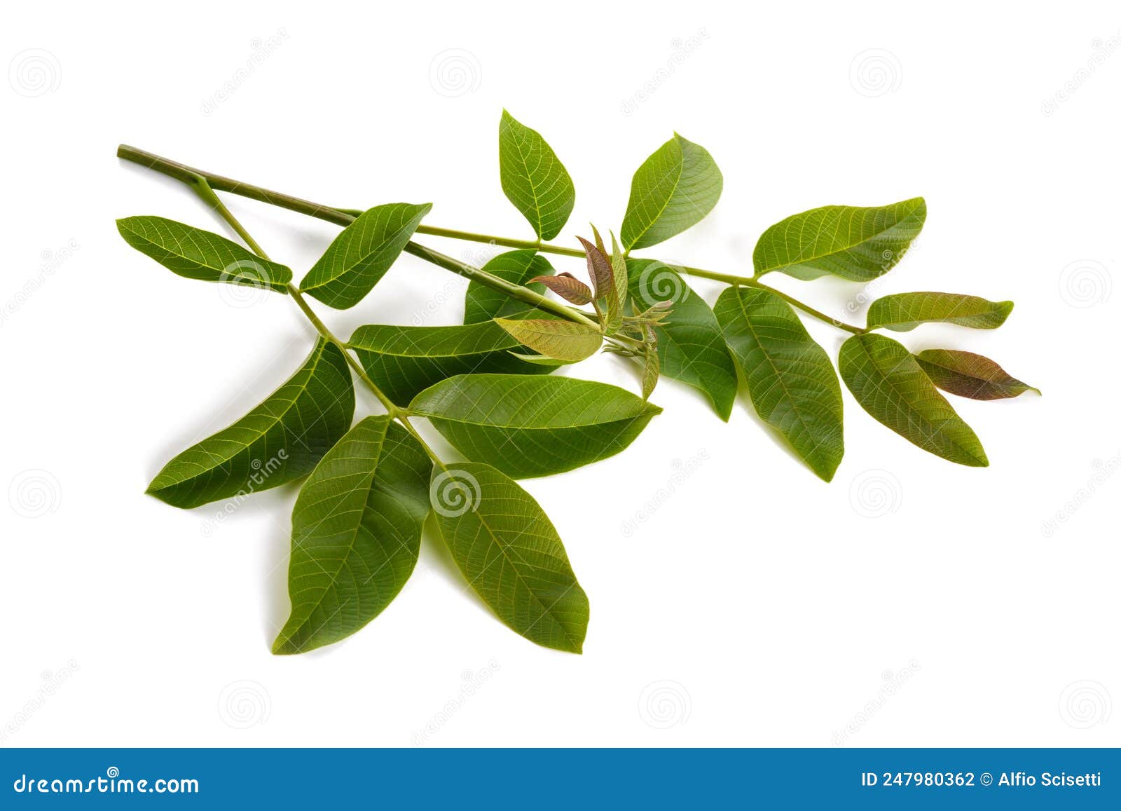Walnut branch with leaves stock photo. Image of walnuts - 247980362