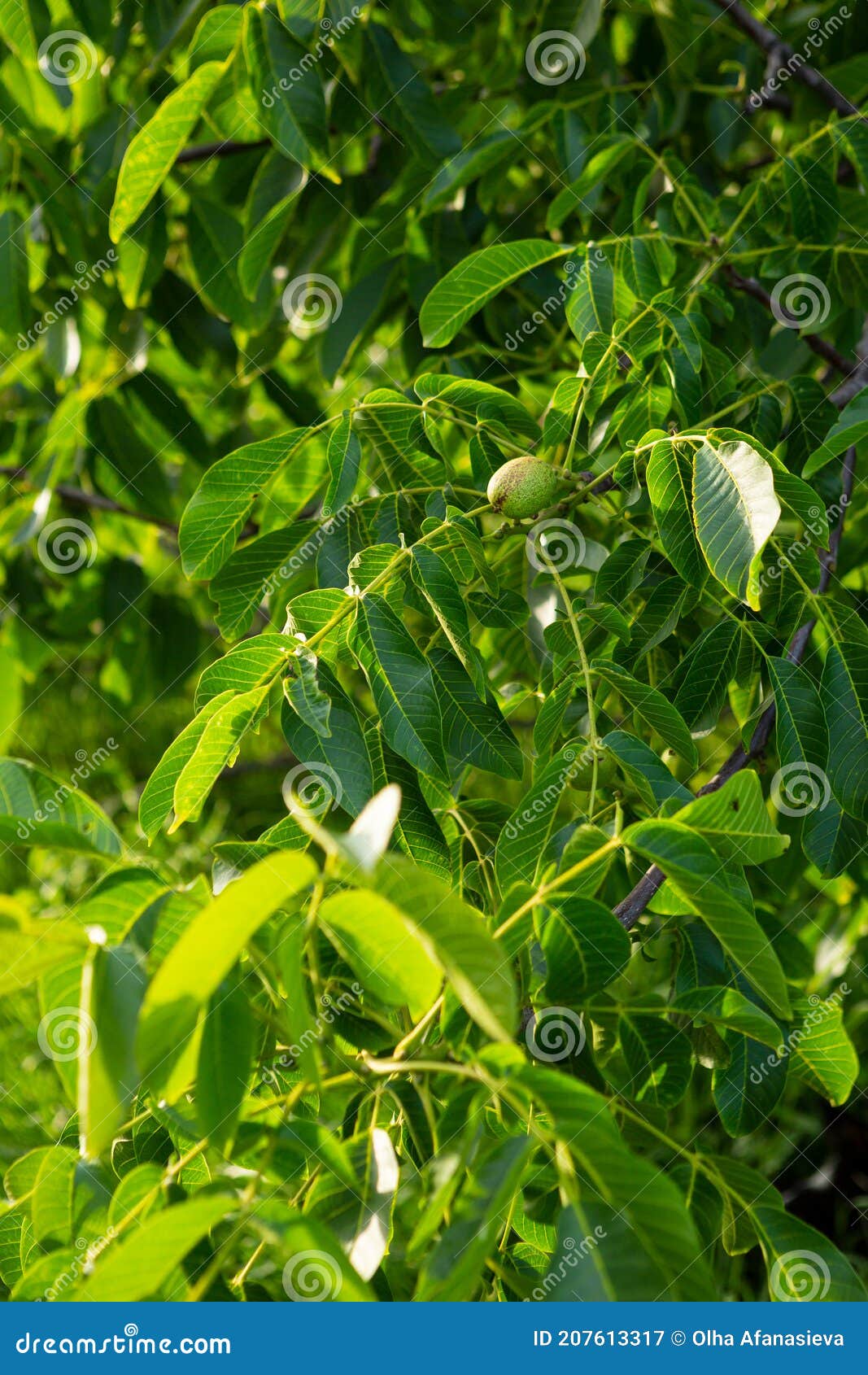 Walnut on Branch of Walnut Tree, Food in Nature Stock Image - Image of ...