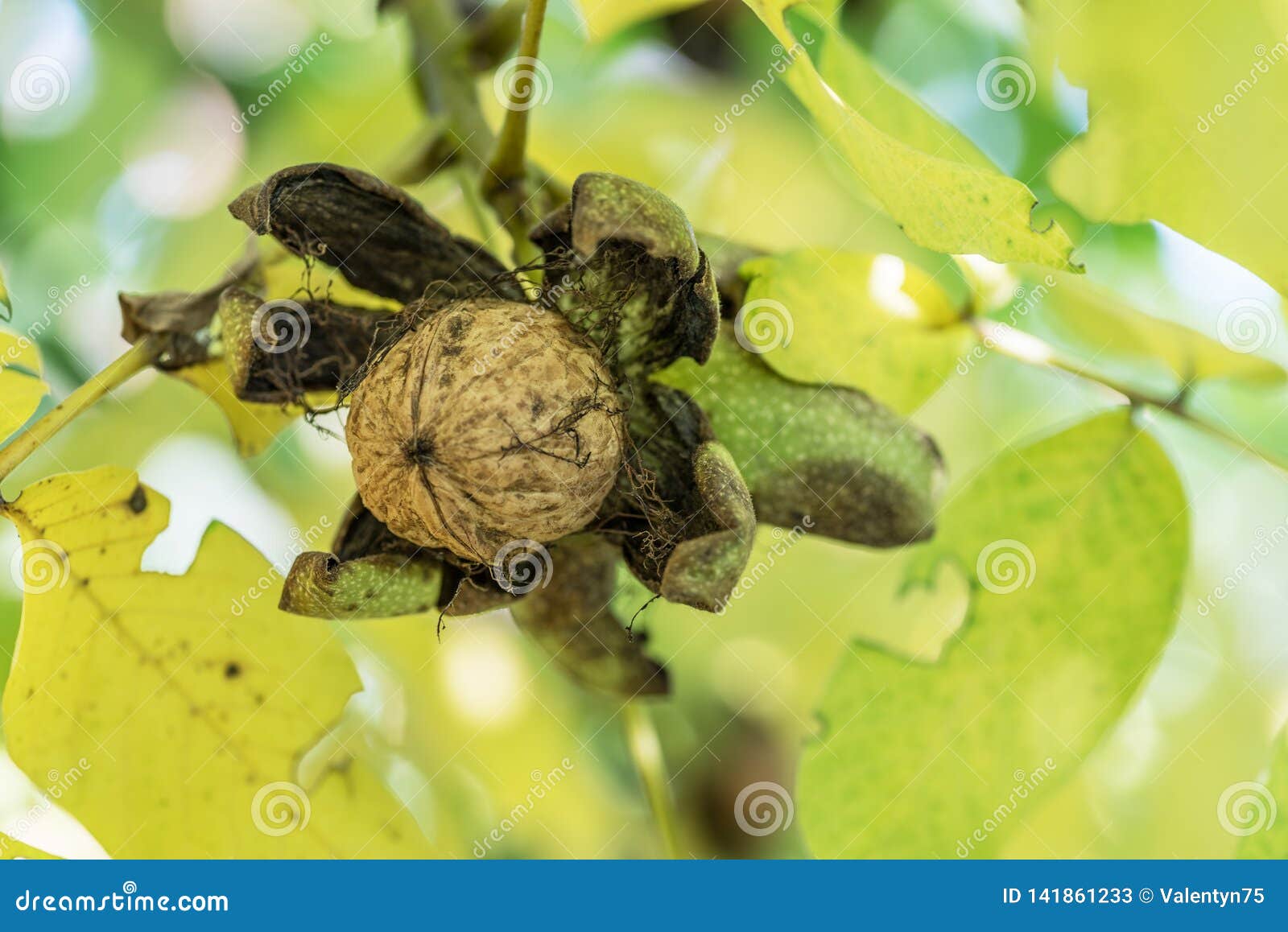 Walnut on the Branch of the Walnut Tree Falls Out of the Shell Stock ...