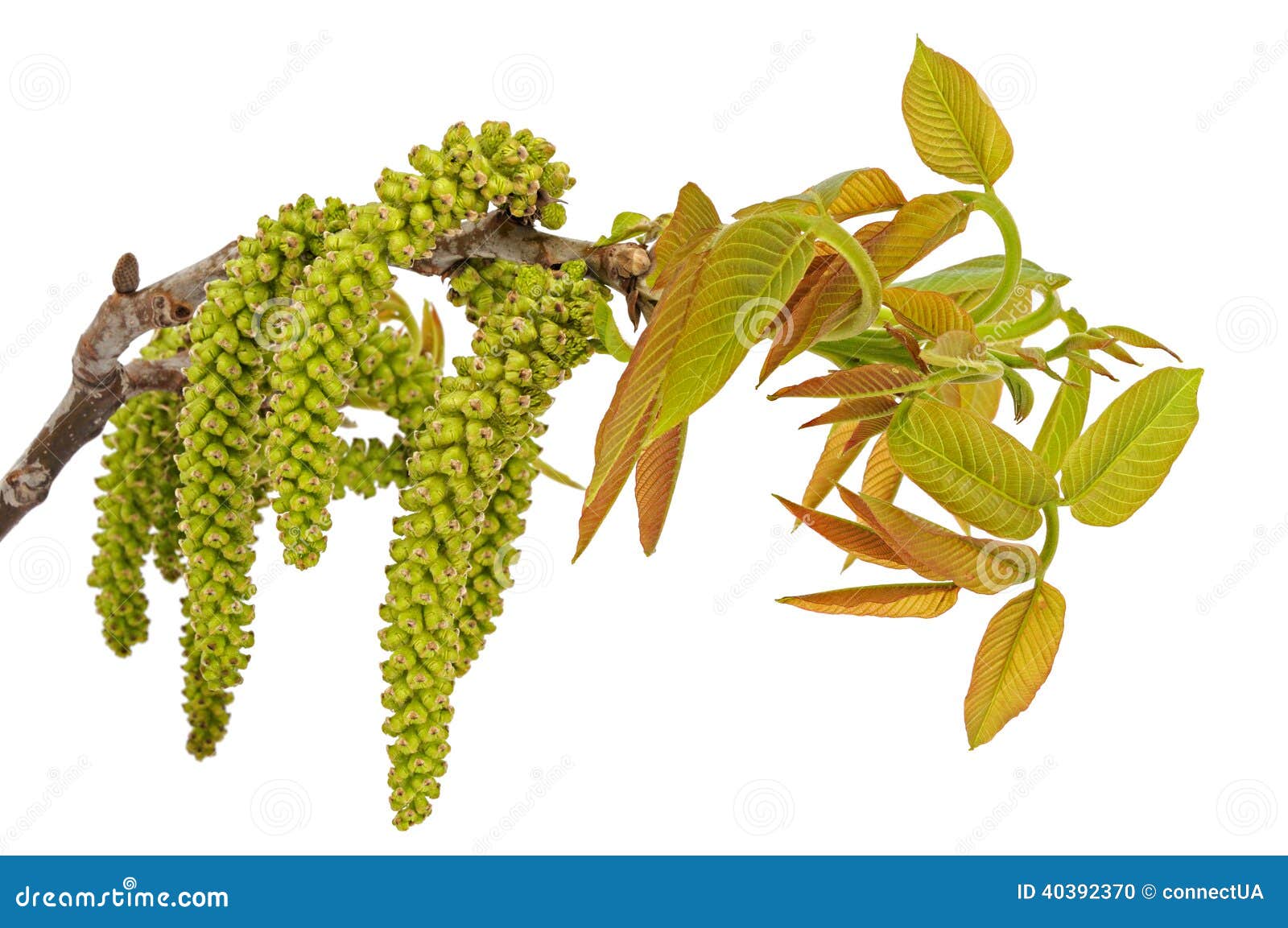 Walnut Branch with Young Leaflets Stock Photo - Image of outdoors ...