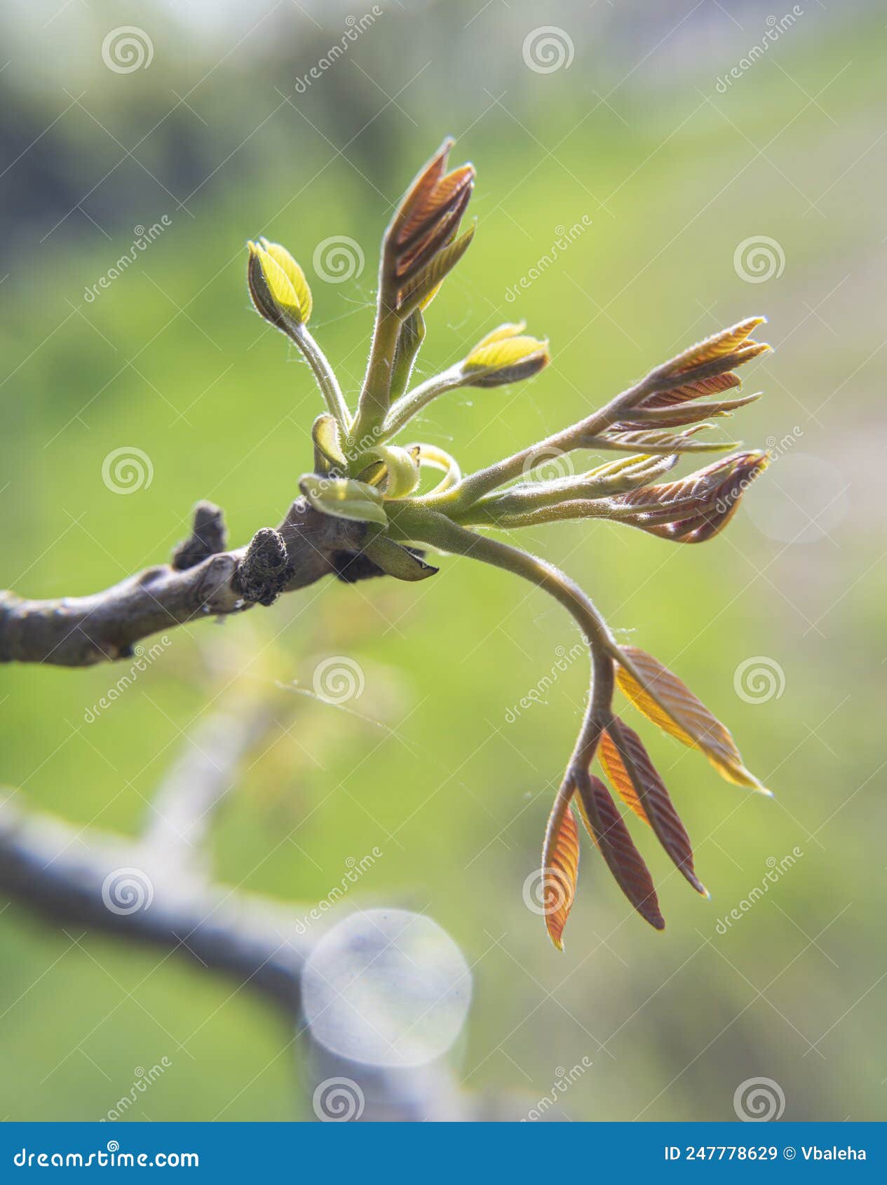 Walnut Branch with Young Leaves and Buds in Springtime Stock Image ...