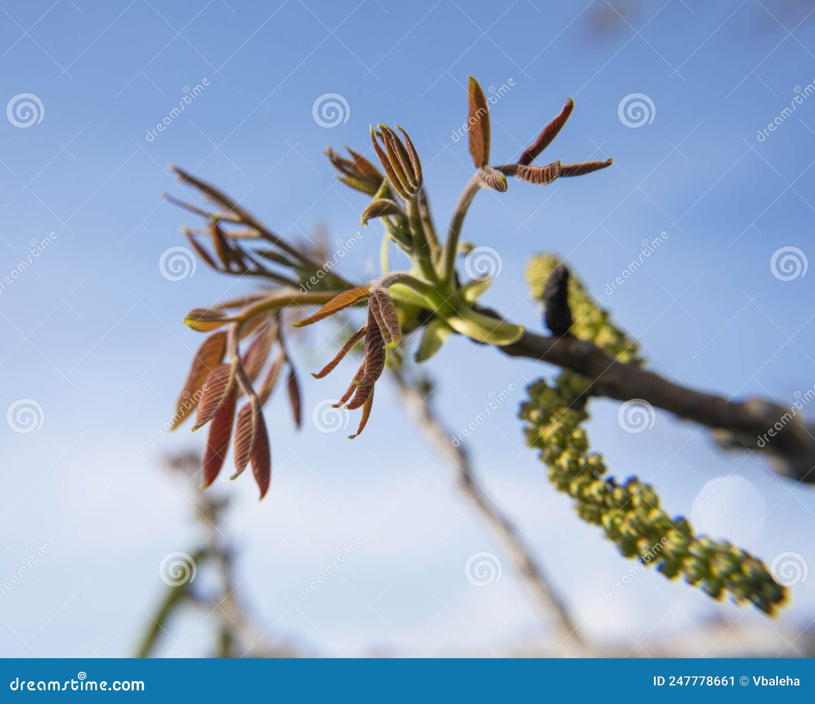 Walnut Branch with Young Leaves and Buds in Springtime Stock Image ...
