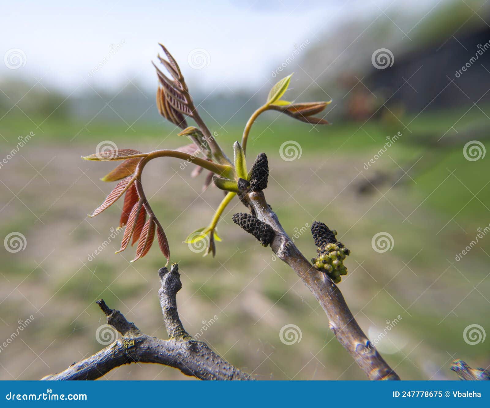 Walnut Branch with Young Leaves and Buds in Springtime Stock Image ...