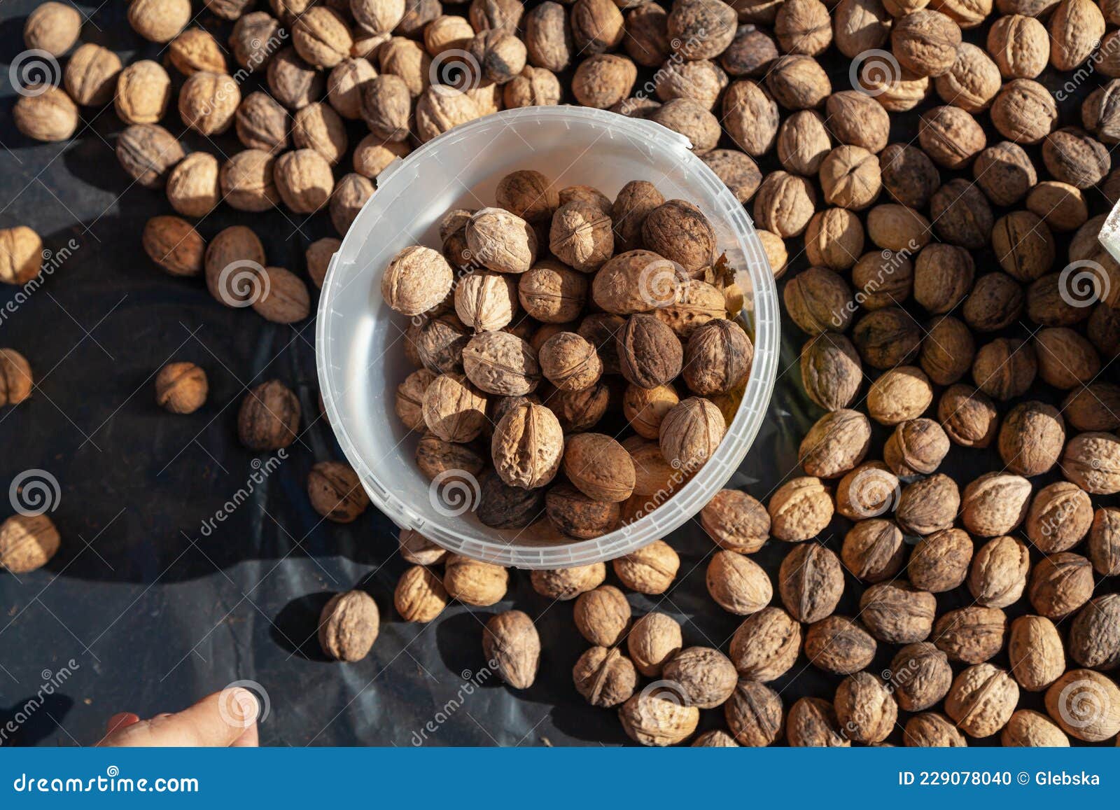 Walnut Bucket is Worth Layer of Nuts Stock Photo - Image of full ...