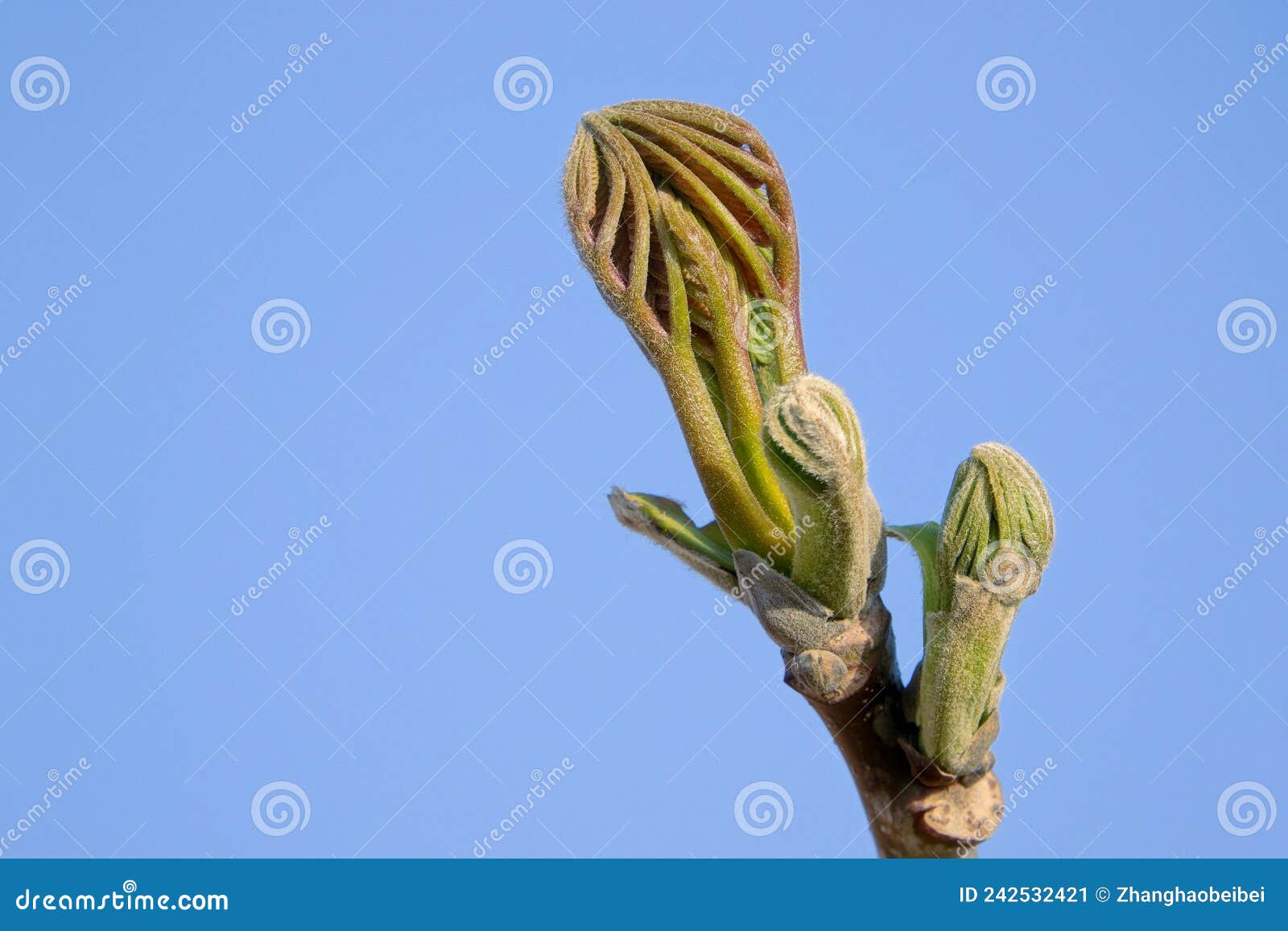 Walnut bud stock image. Image of plant, shoot, walnut - 242532421