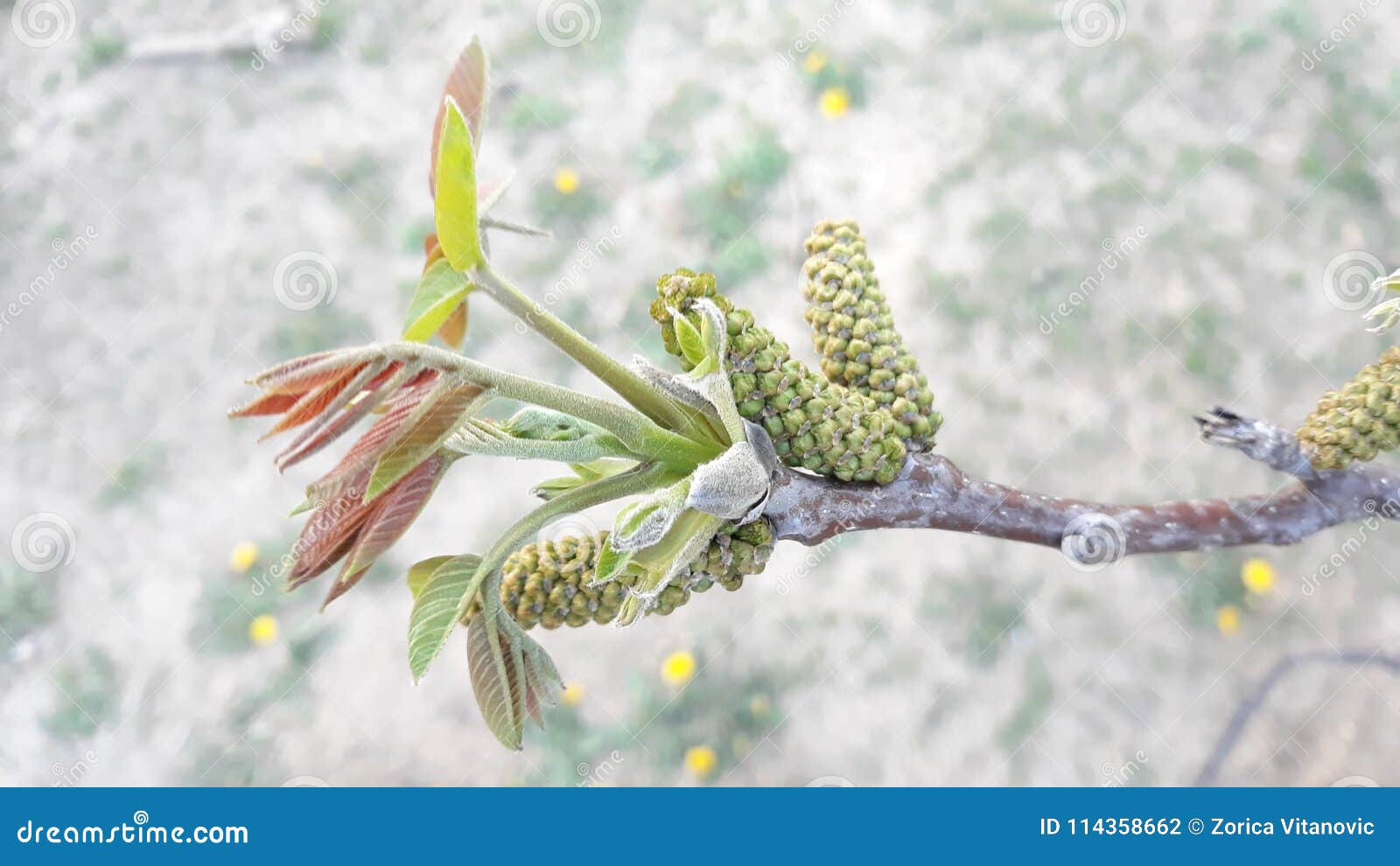 Walnut bud stock photo. Image of green, blue, walnut - 114358662