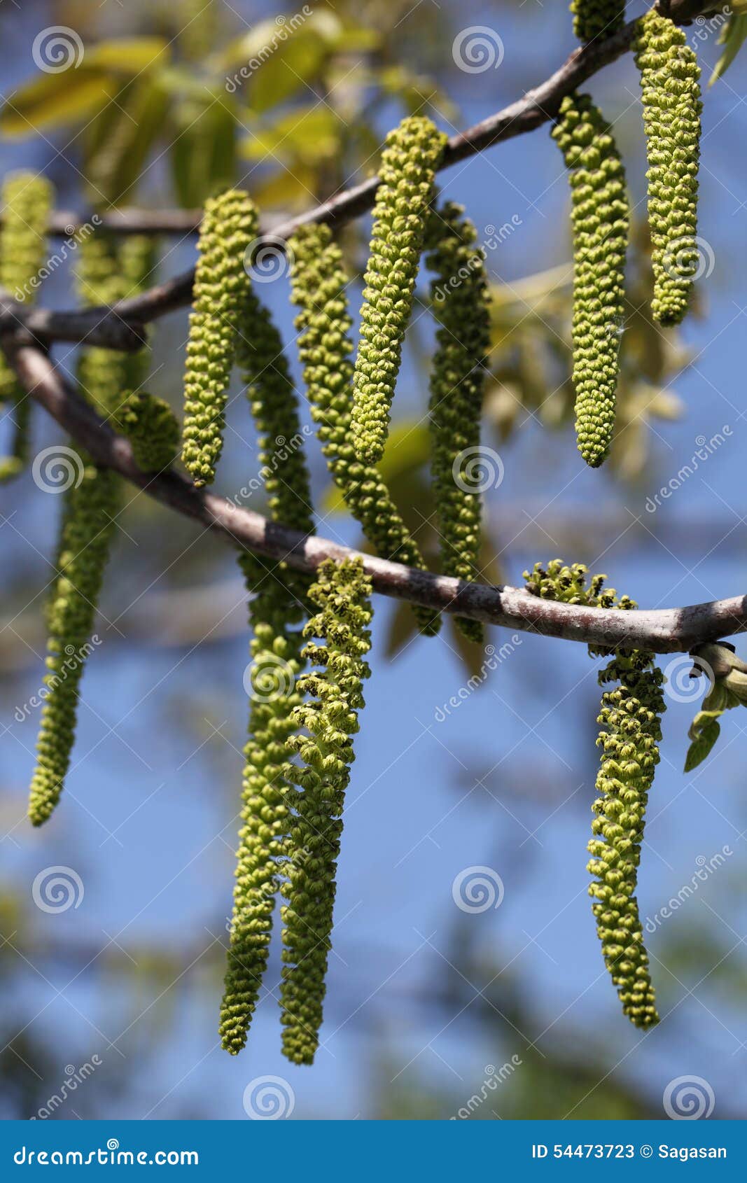 Walnut buds stock image. Image of colored, fruit, brown - 54473723