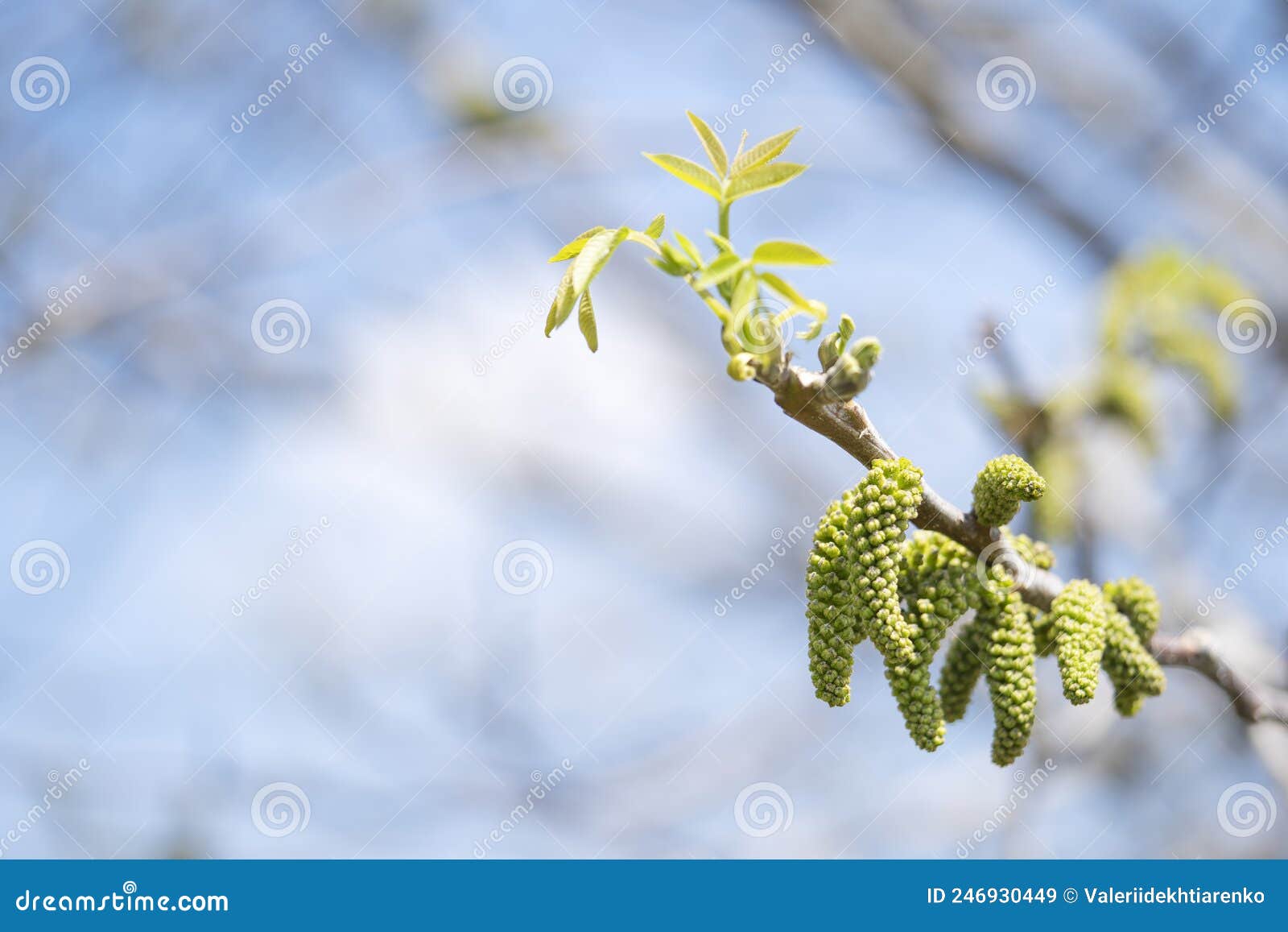 Walnut Buds on Branch with Leaves Against the Background of Blue Sky ...