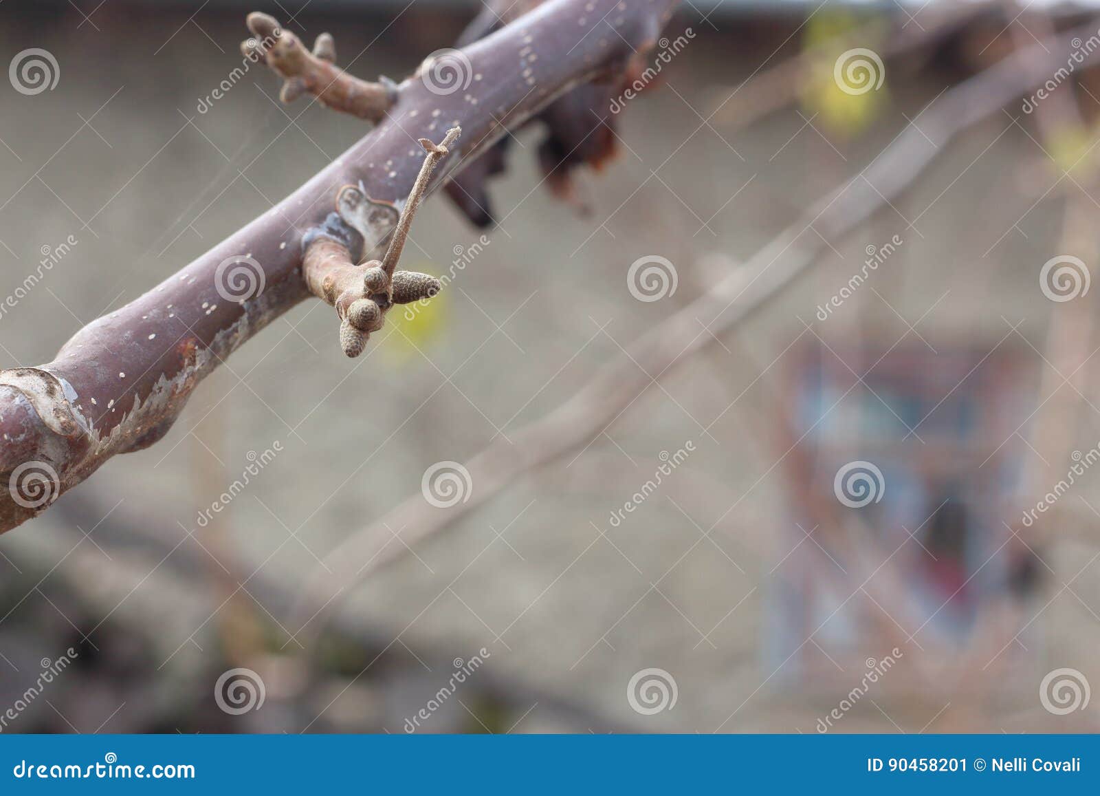 Walnut buds stock image. Image of branch, autumn, growth - 90458201
