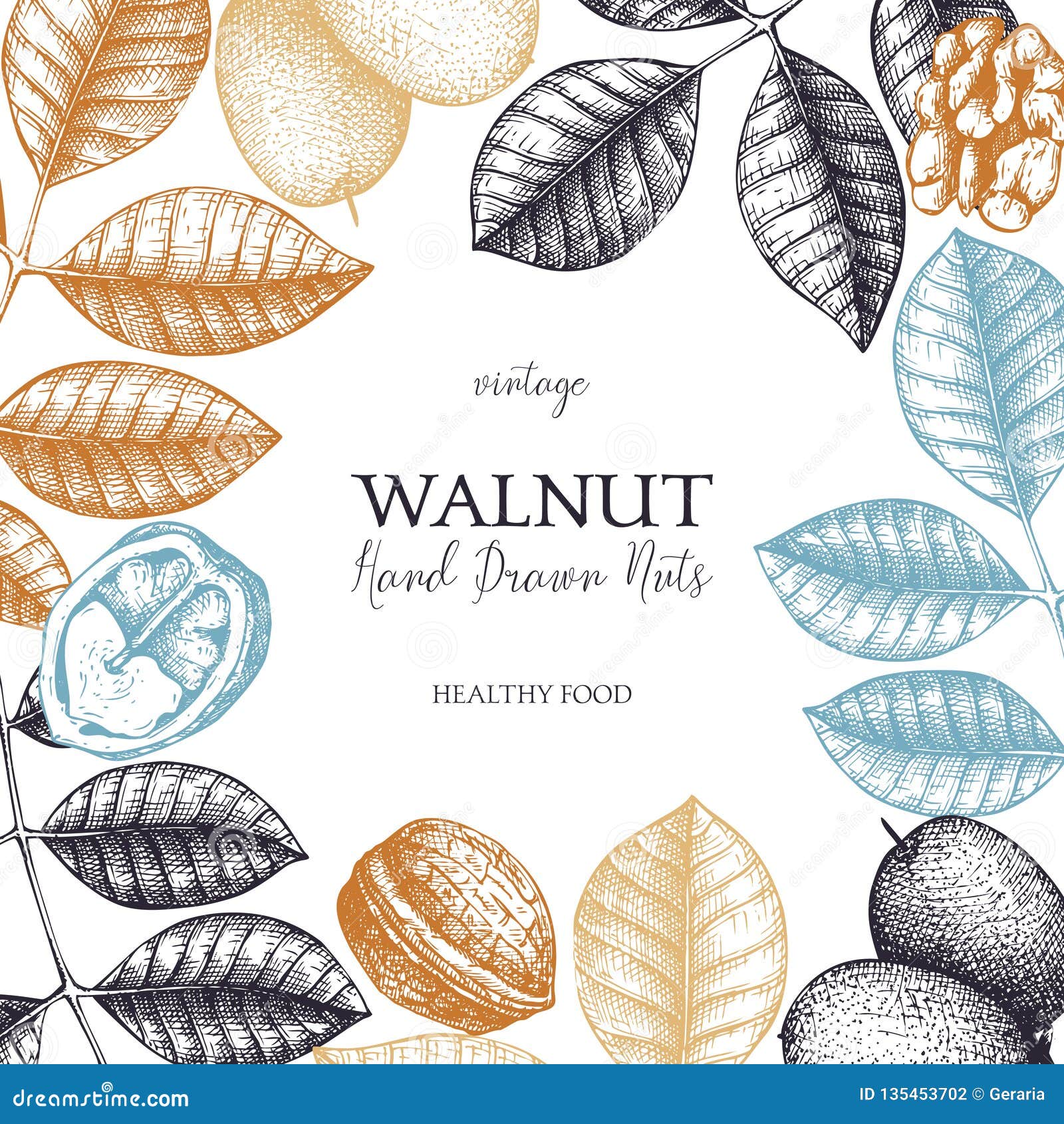 Walnut Botanical Illustration. Vintage Design Template for Branding ...