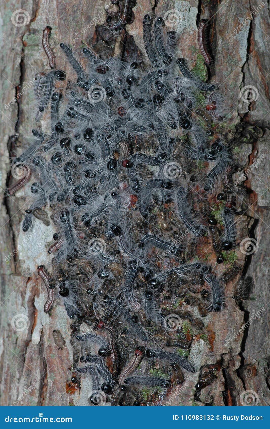 Ugly Walnut Is Isolated On White Background. Different Angles Royalty ...