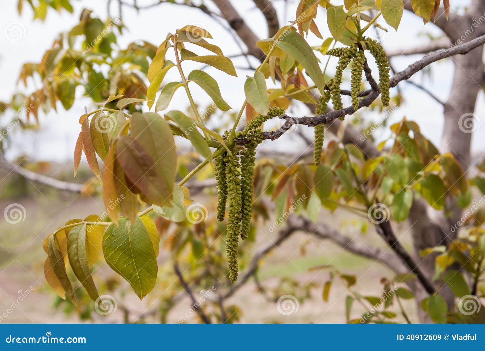 Walnut 1 stock image. Image of life, blooming, inflorescence - 40912609