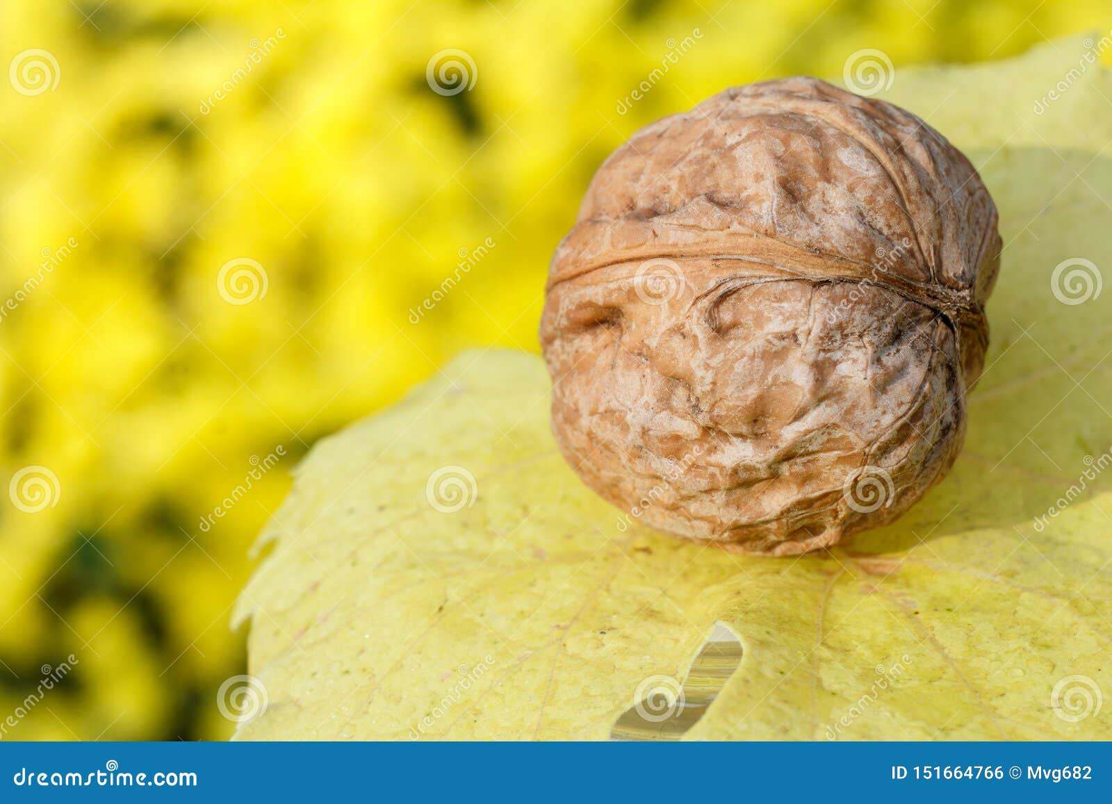 Walnut Close-up Over the Yellow Natural Background Stock Photo - Image ...