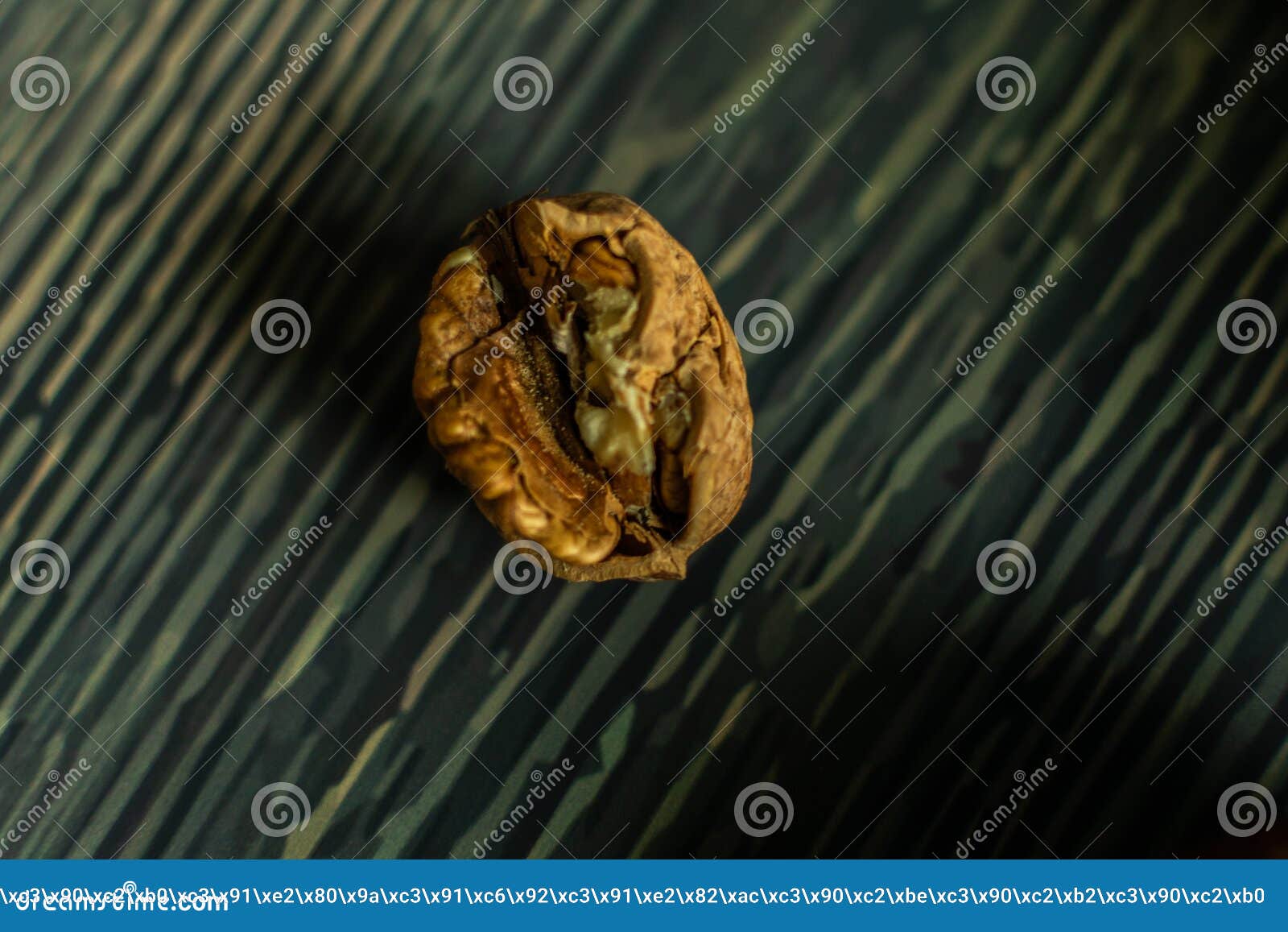 Walnut close-up stock photo. Image of leaf, hand, animal - 266998392