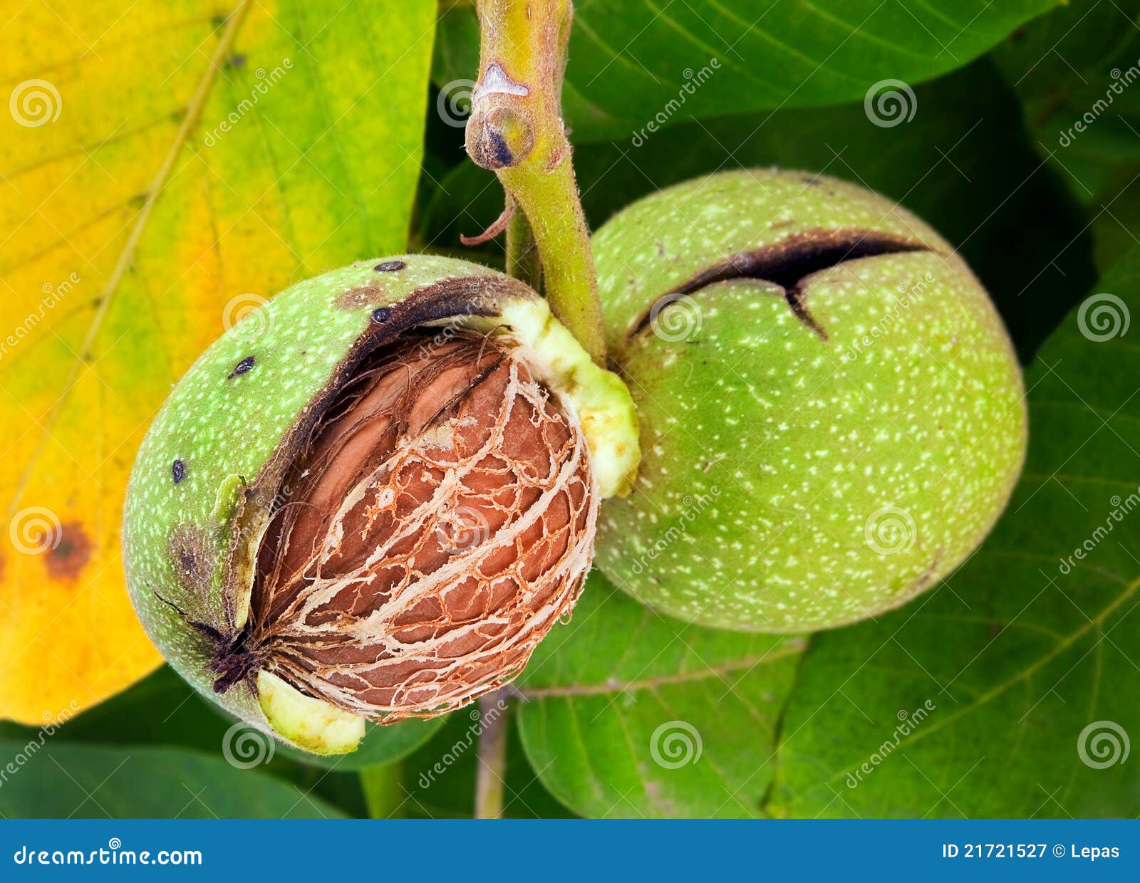 Walnut closeup on tree stock image. Image of walnut, autumn - 21721527