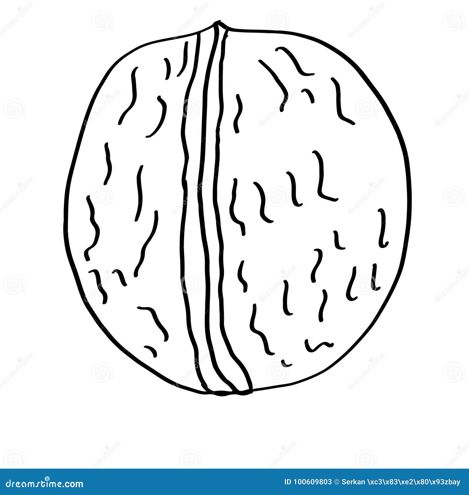 Walnut Coloring and White Background Stock Vector - Illustration of ...