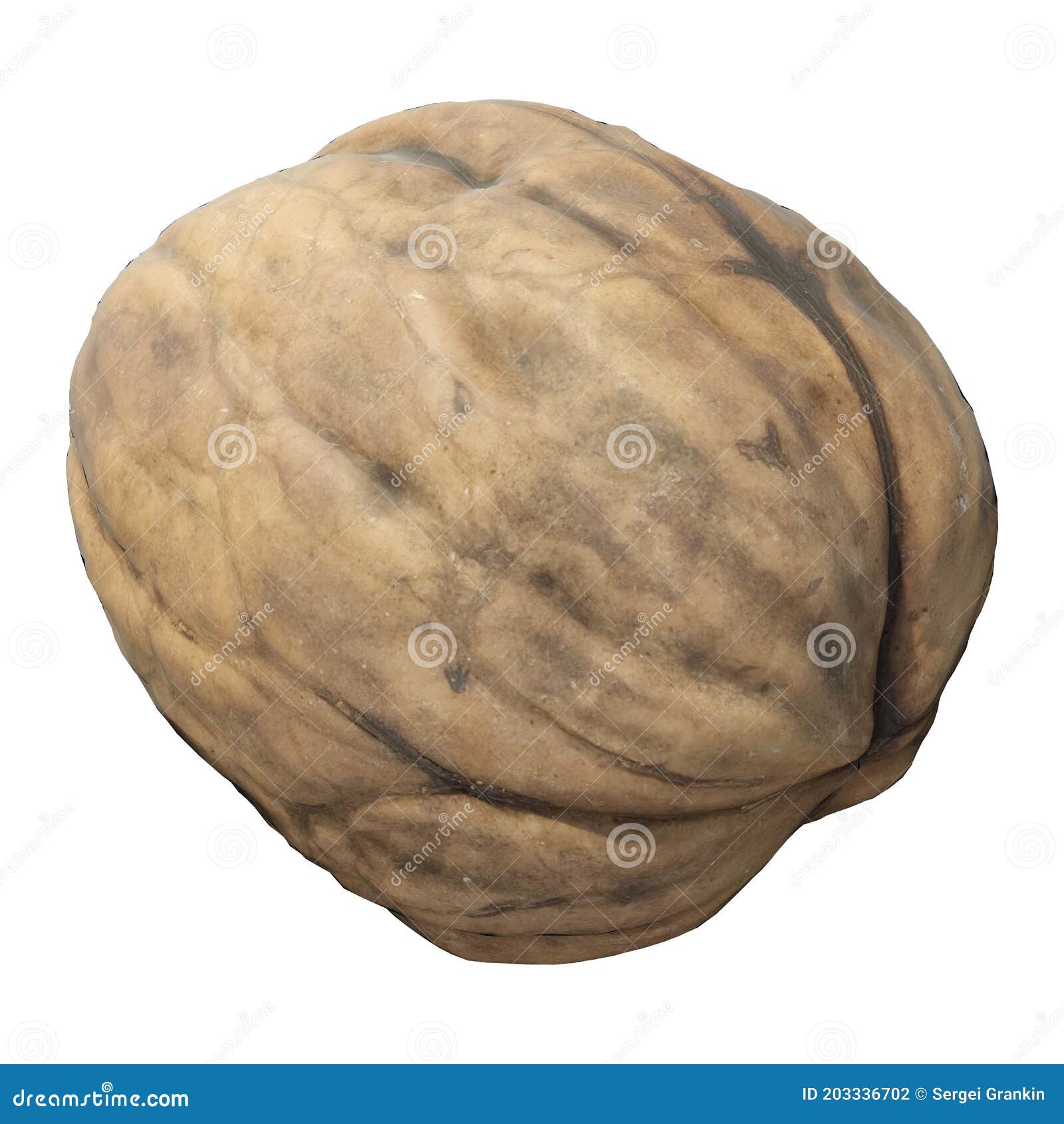 Walnut 3d Illustration Isolated on the White Background Stock ...