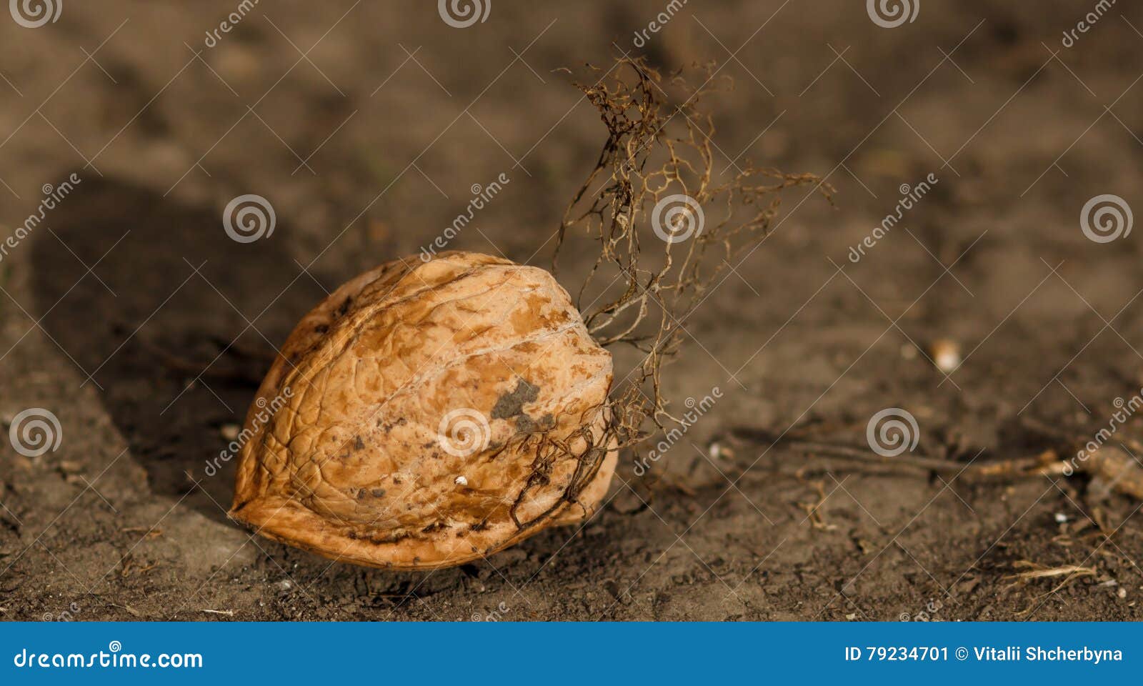 Walnut Fell from a Tree, Lying on the Ground. Stock Image - Image of ...