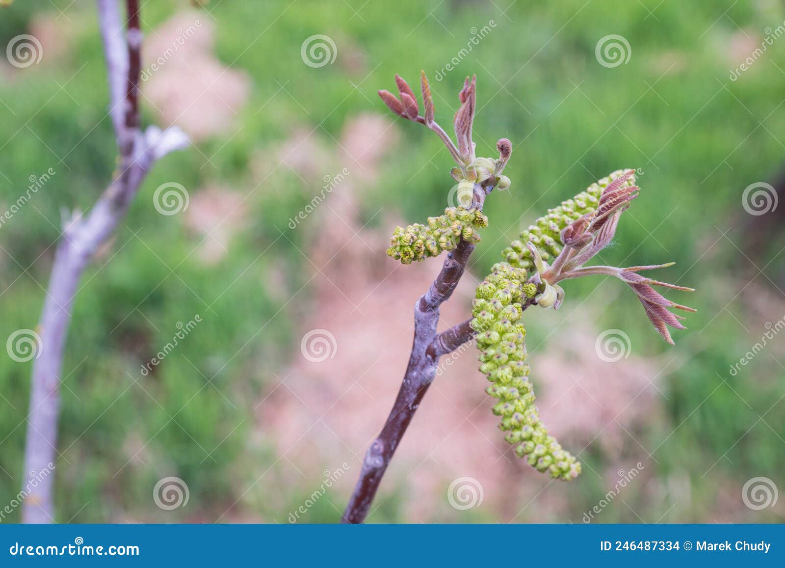 Walnut flower stock photo. Image of macro, detail, closeup - 246487334