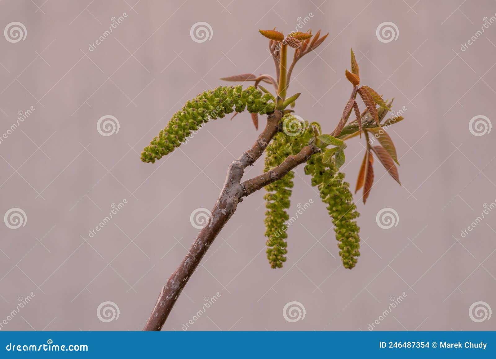 Walnut flower stock photo. Image of branch, season, fresh - 246487354